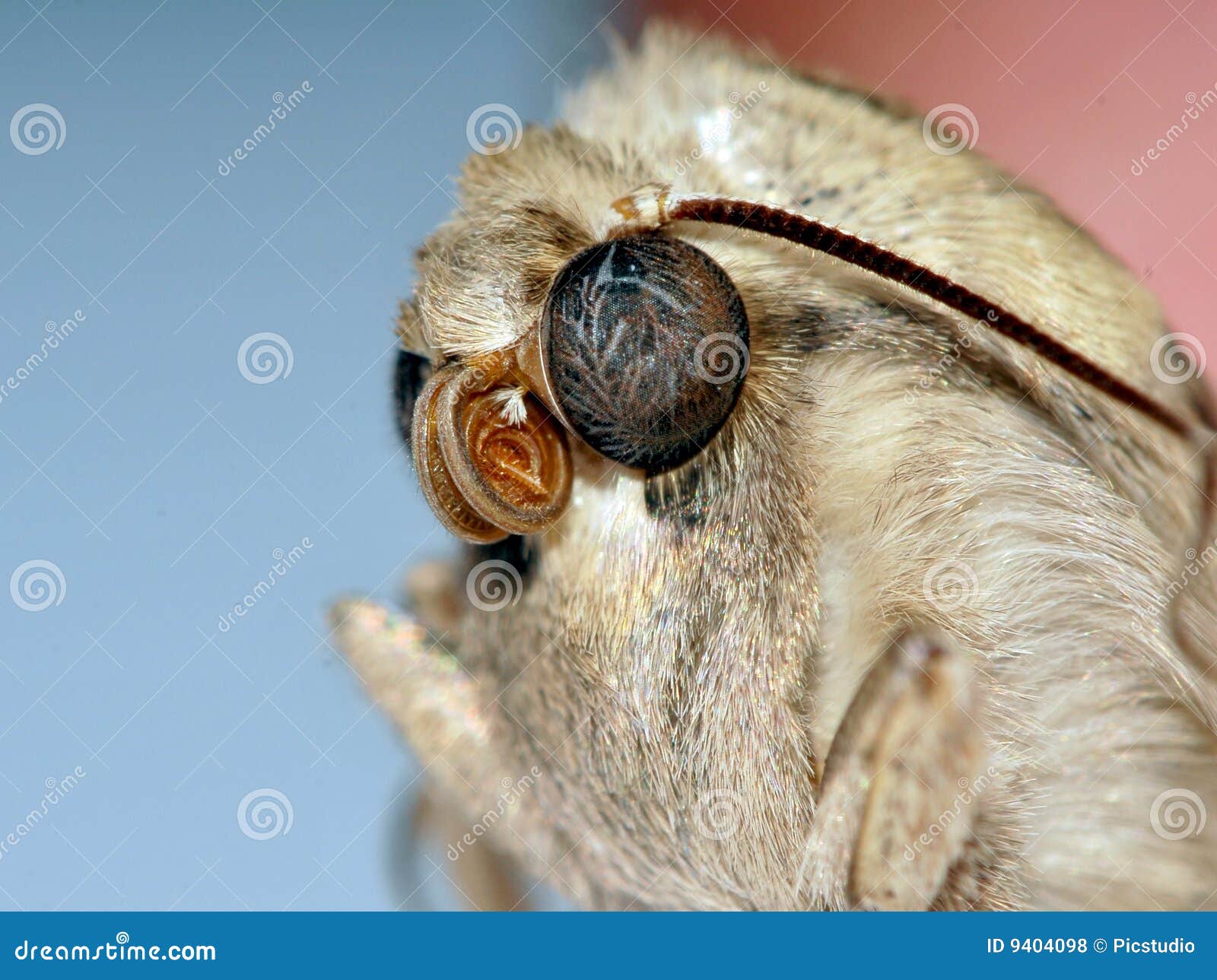 Moth closeup stock photo. Image of close, life, beauty - 9404098