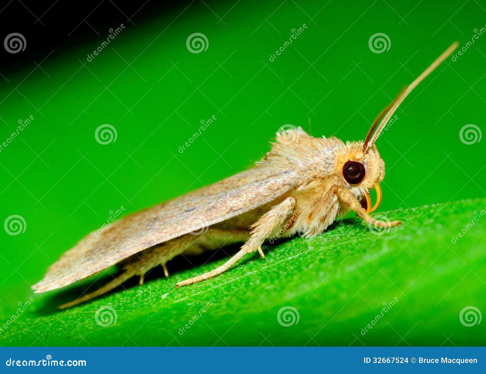 Moth stock photo. Image of moth, insect, nature, macro - 32667524