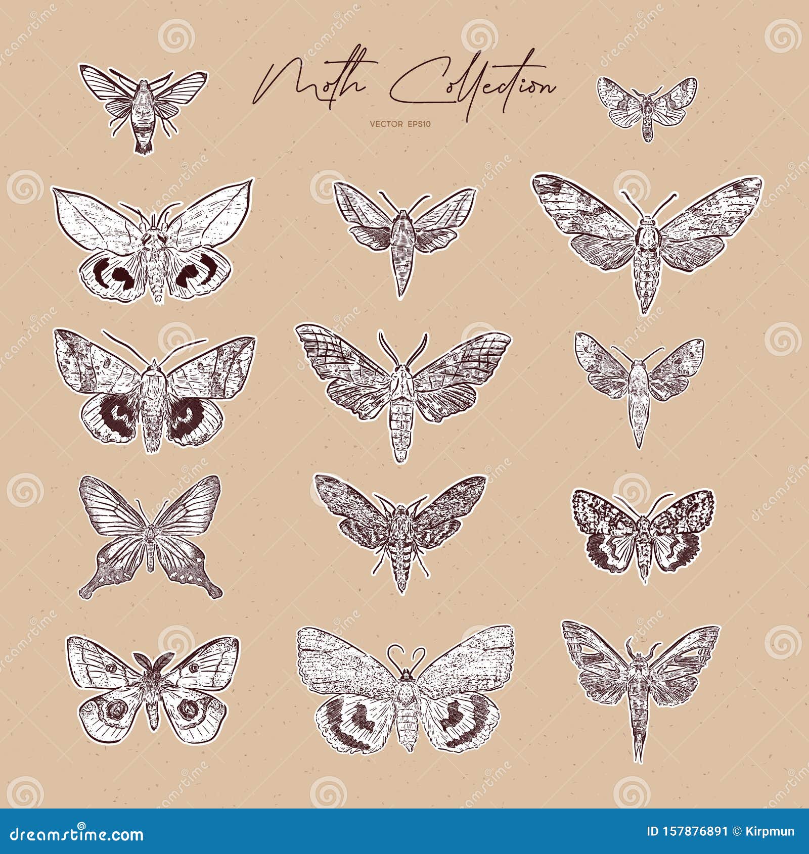 Moth Collection, Hand Draw Sketch Vector Stock Vector - Illustration of ...