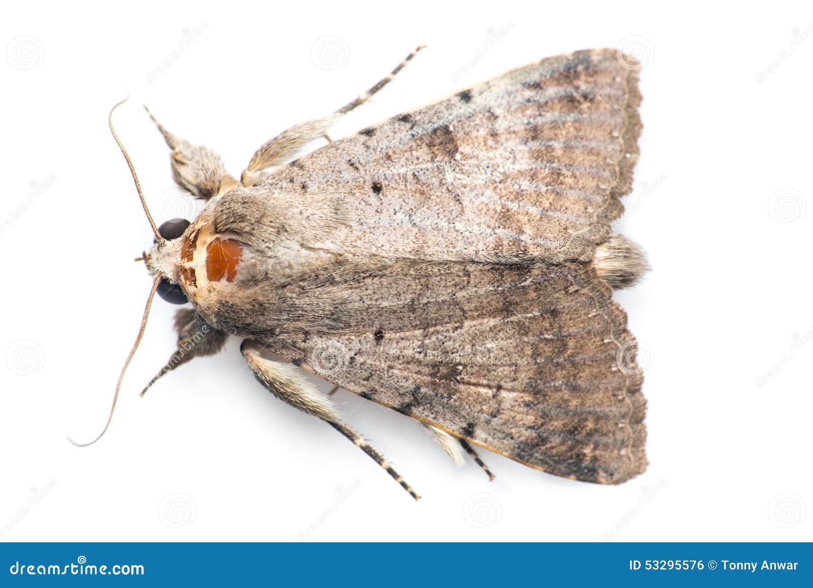 Moth Stock Photo | CartoonDealer.com #31255068