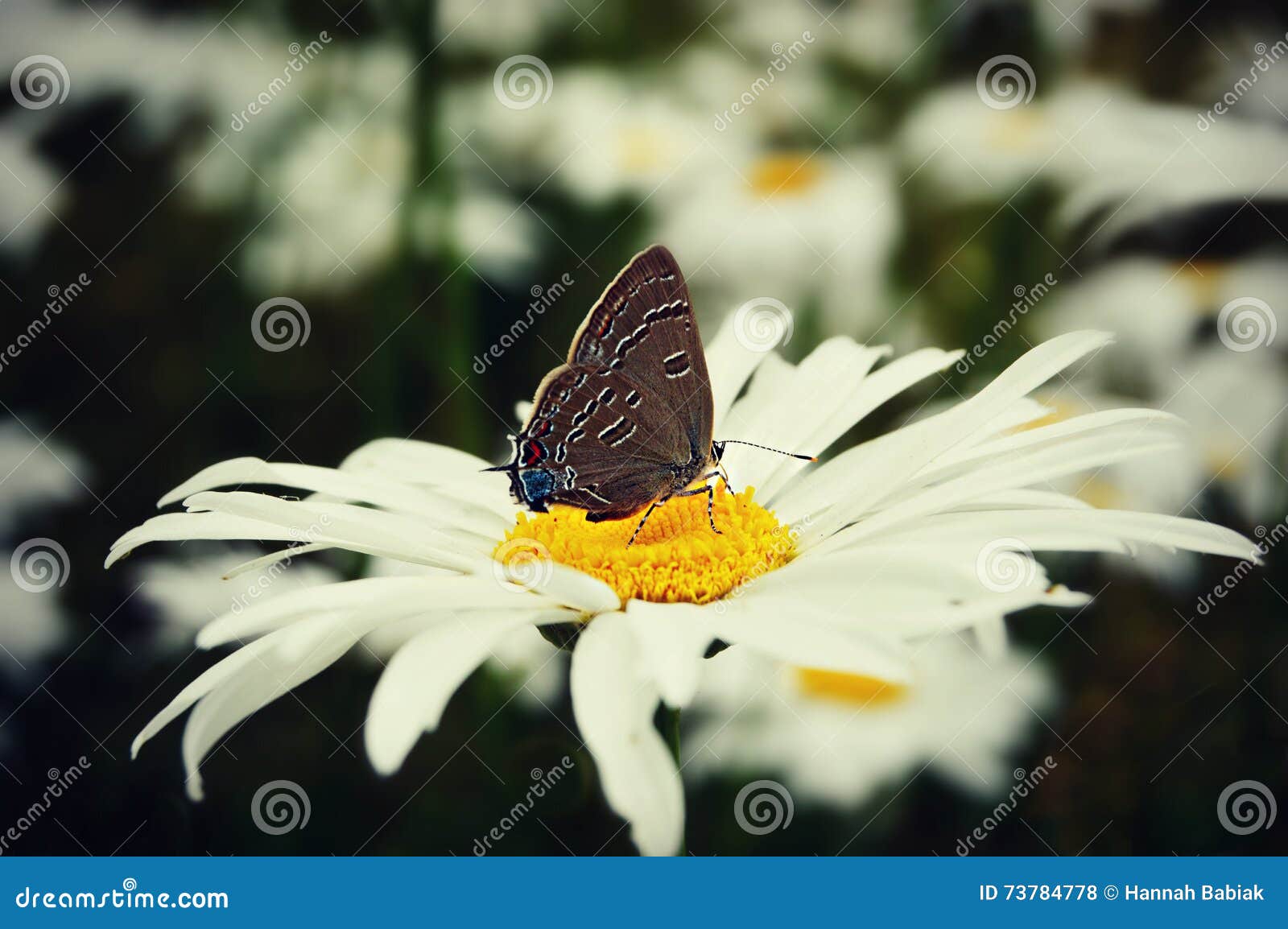 Moth on Daisy stock photo. Image of insect, wings, flower - 73784778