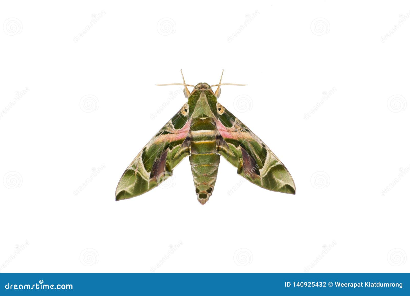 Daphnis Nerii The Oleander Hawk-moth Isolated On White Background With ...