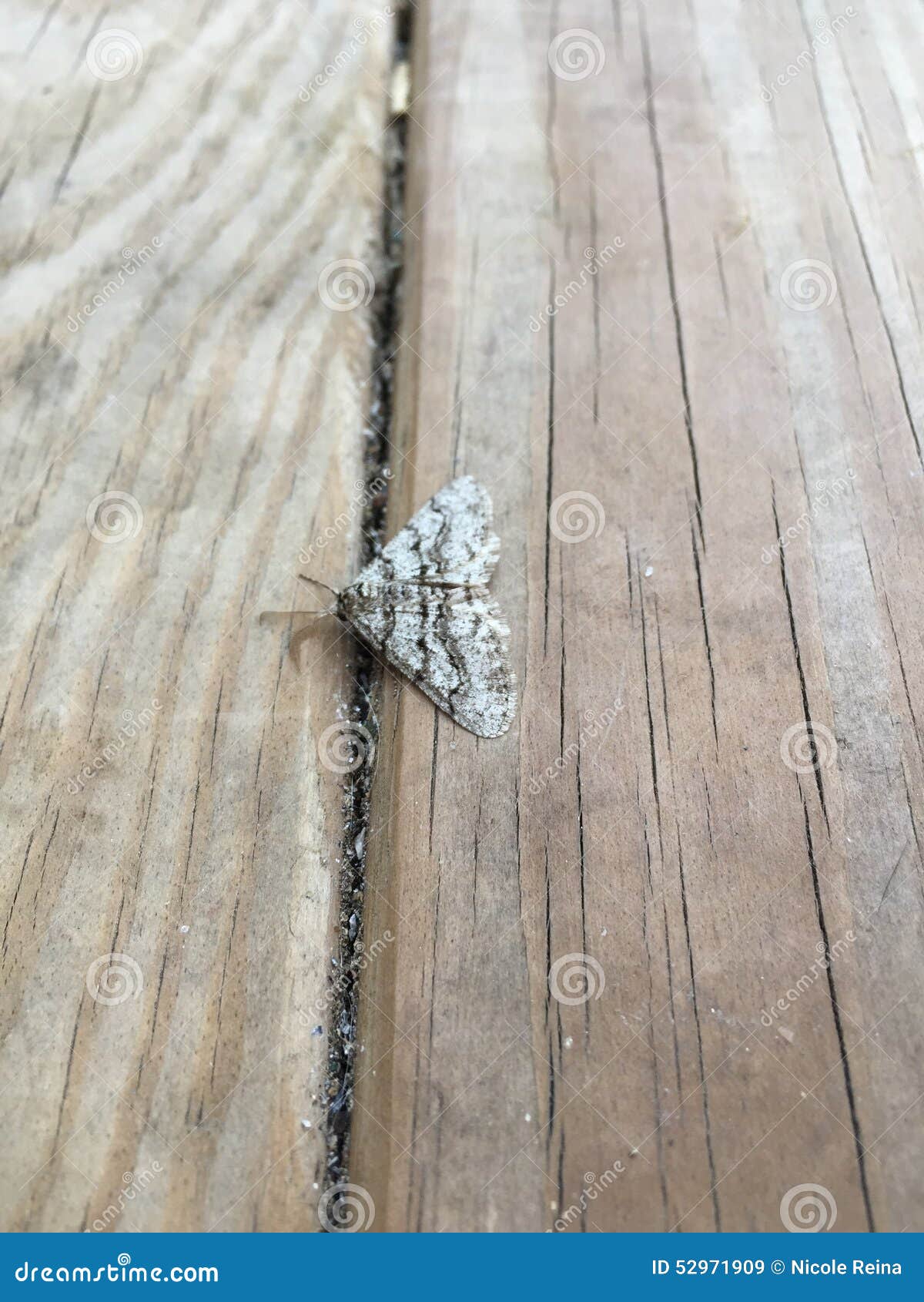 Moth on Deck stock image. Image of moth, deck, insects - 52971909
