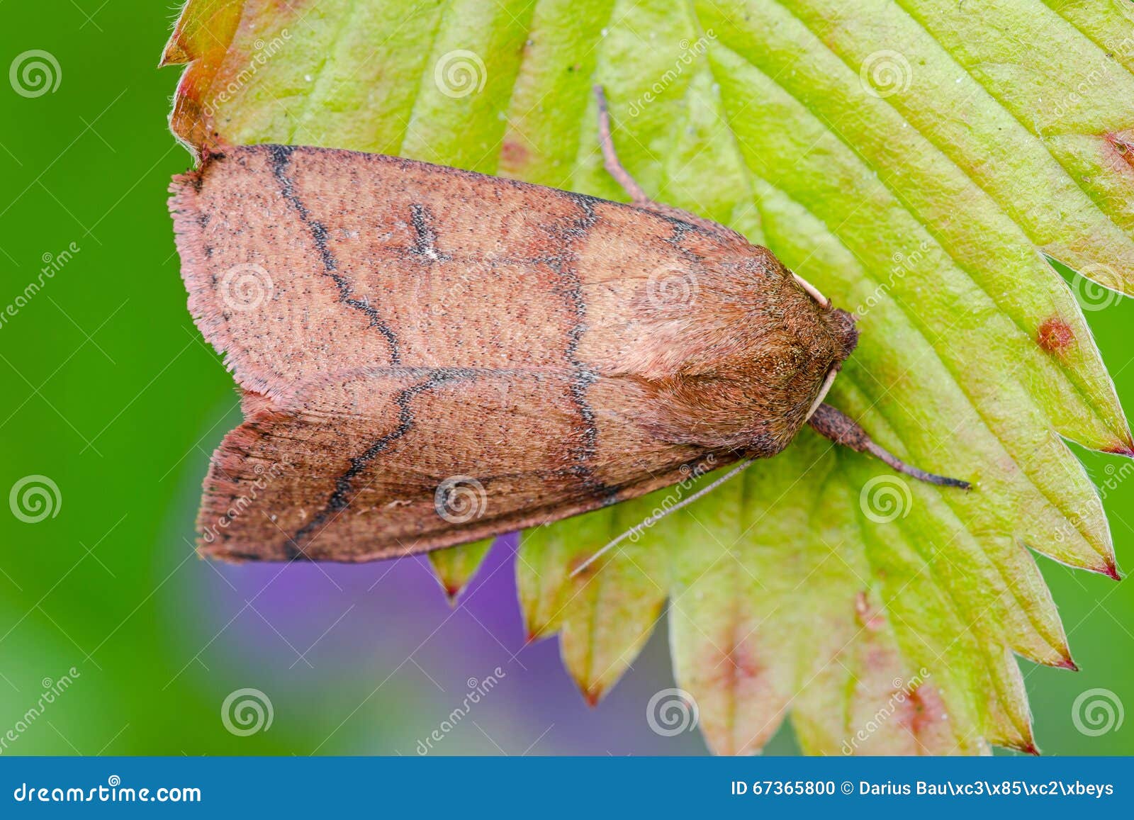 Moth stock photo. Image of macro, wildlife, beautiful - 67365800