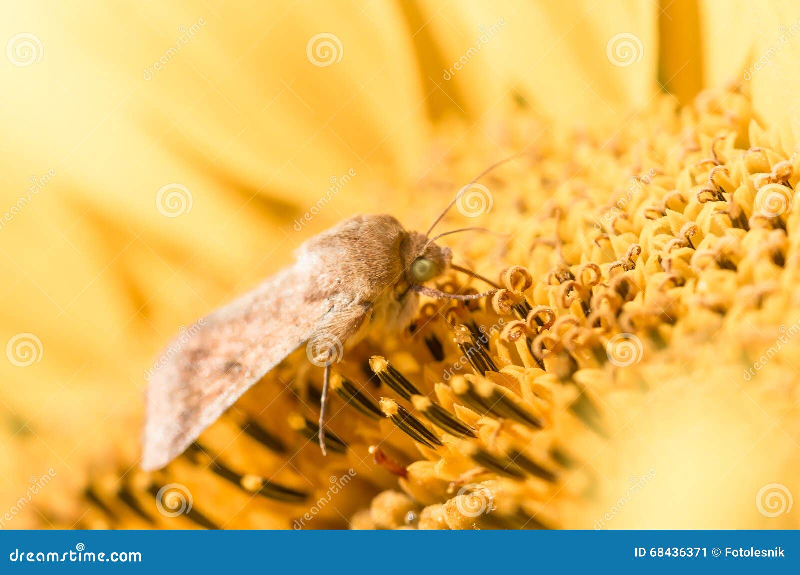 Moth drinking nectar stock image. Image of wildlife, drink - 68436371