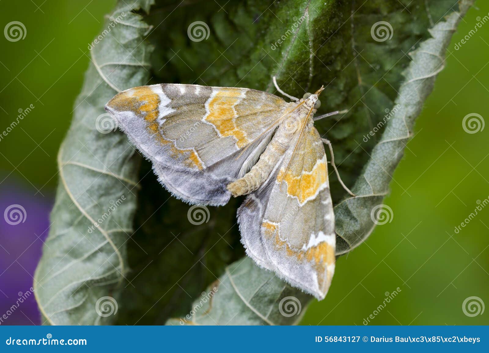 Moth stock image. Image of leaf, nature, forest, garden - 56843127