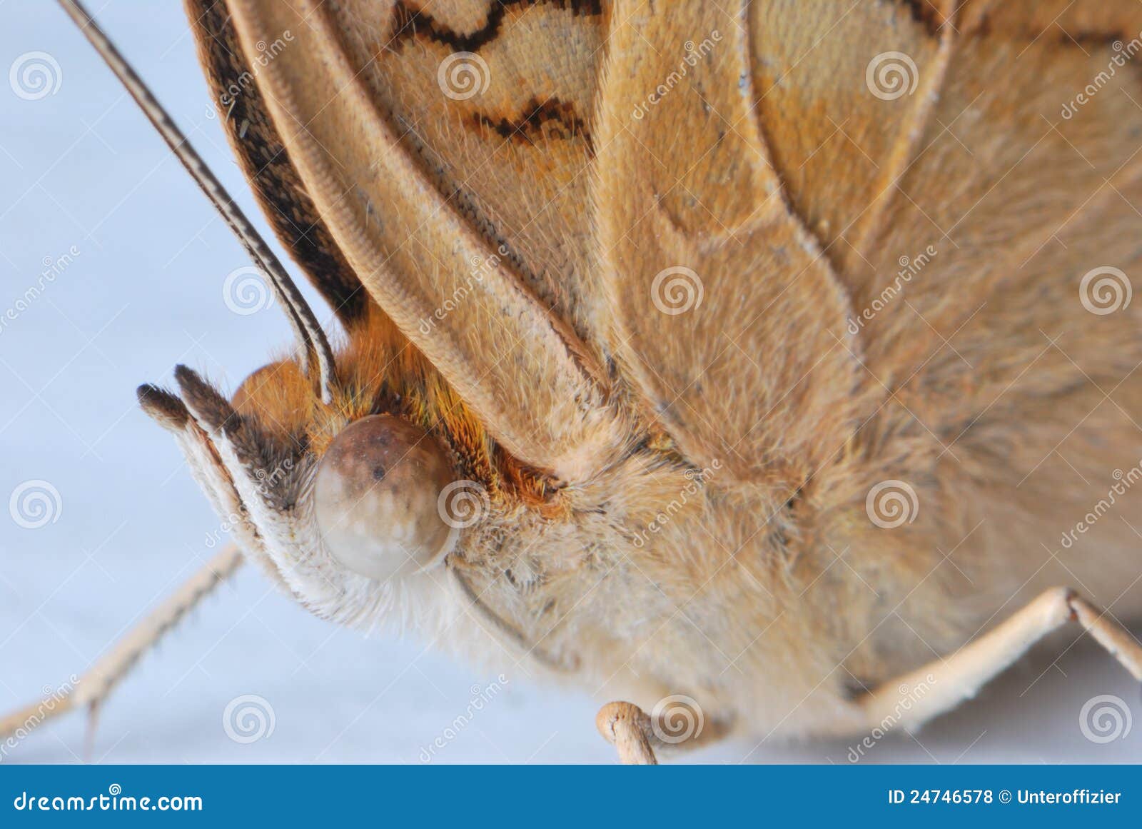 Moth Eye stock photo. Image of nature, antennae, diurnal - 24746578