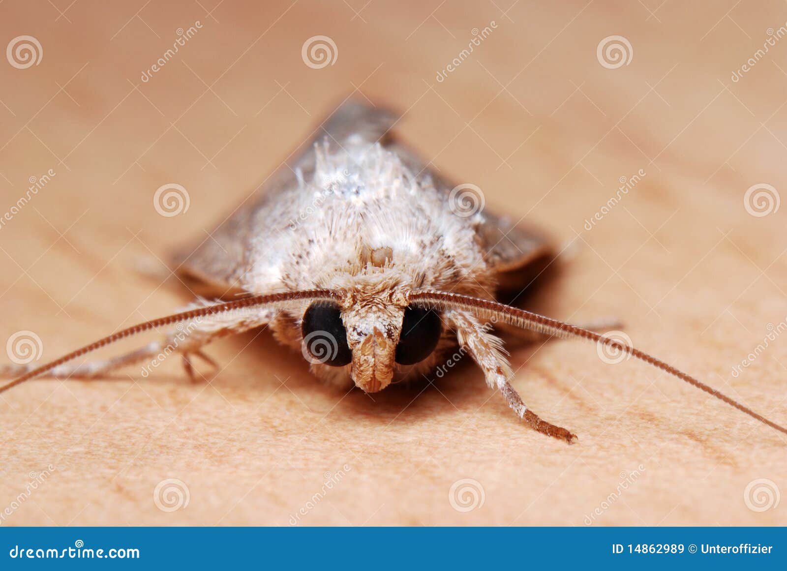 Moth Face stock image. Image of micro, sense, legs, environment - 14862989