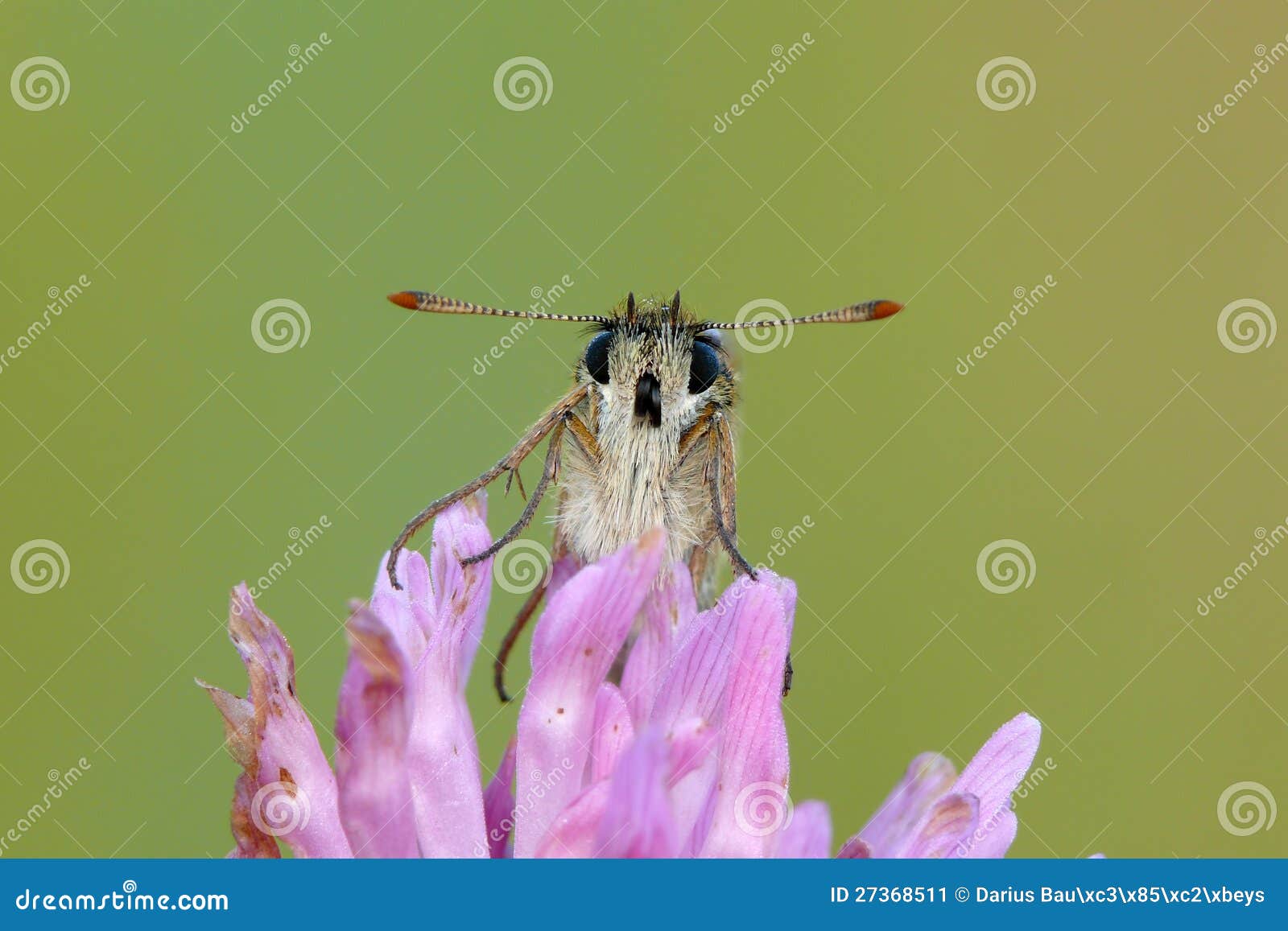 Moth. Face. stock image. Image of animal, outdoor, face - 27368511