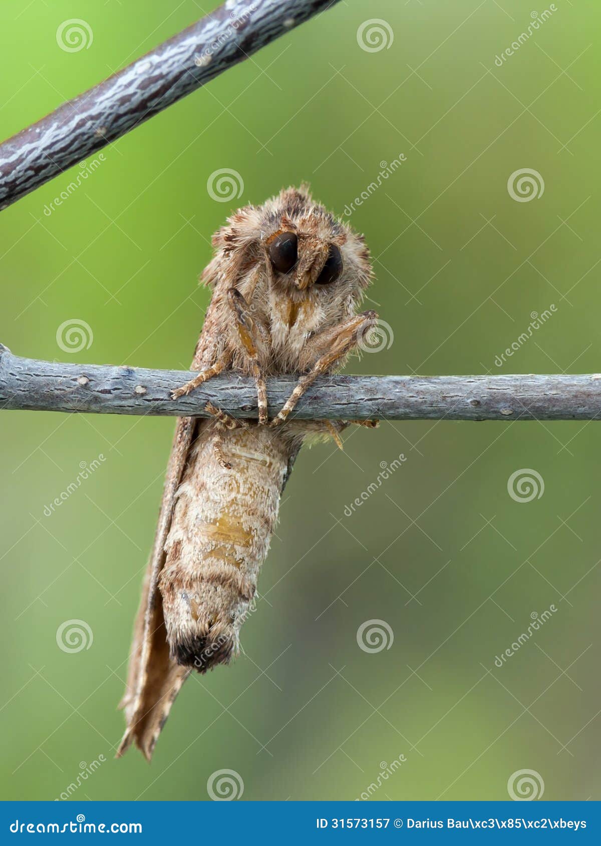 Moth face. stock image. Image of wings, insect, outdoor - 31573157