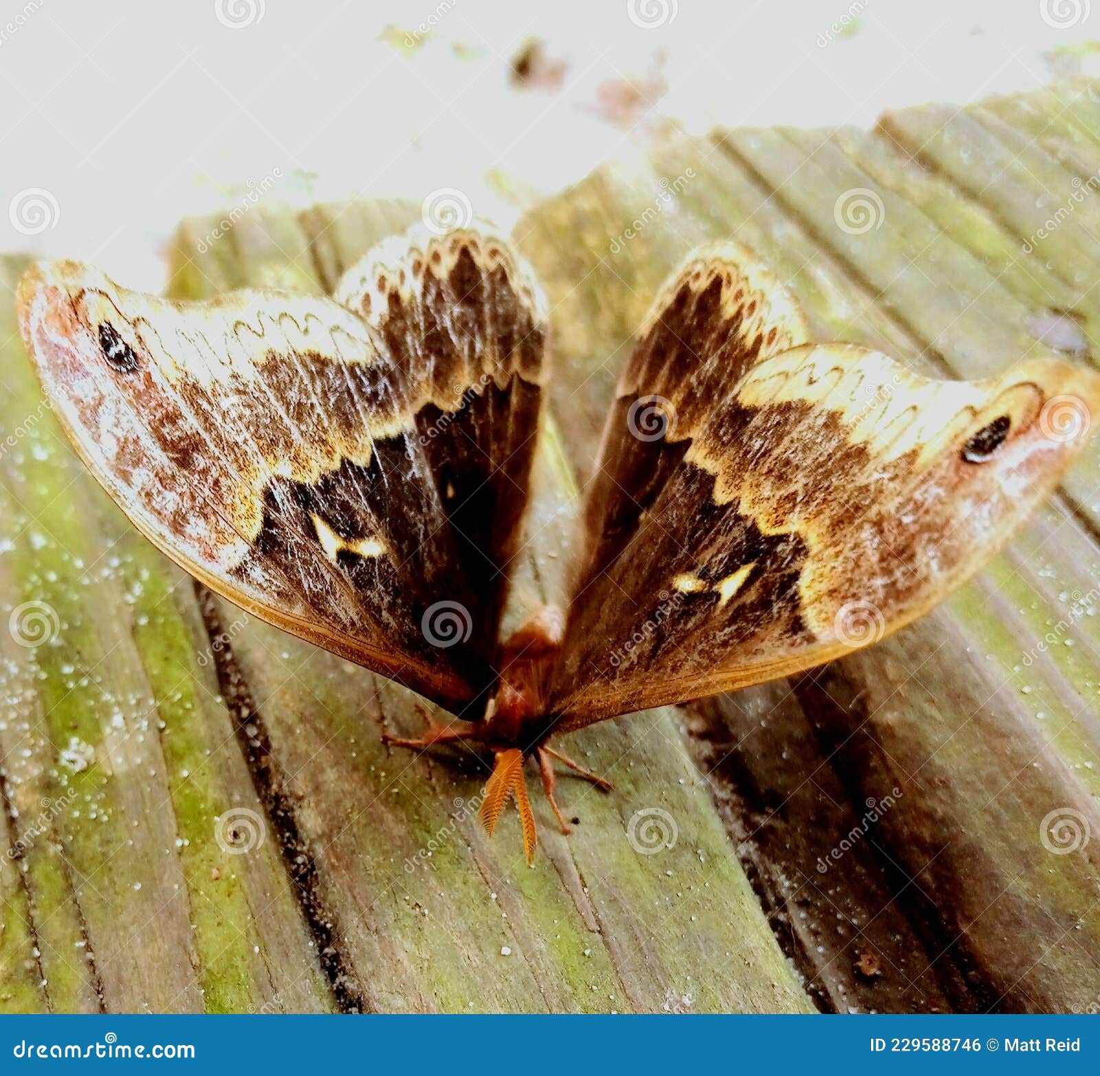 Moth with Feather Like Features Stock Photo - Image of plant, butterfly ...