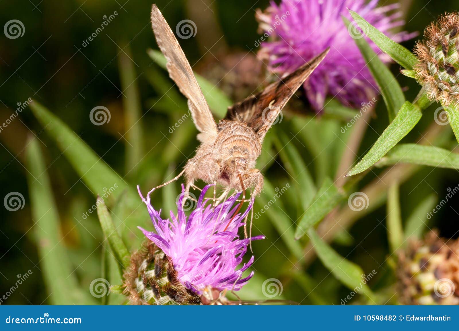 Moth feeding stock photo. Image of brown, nature, hairy - 10598482
