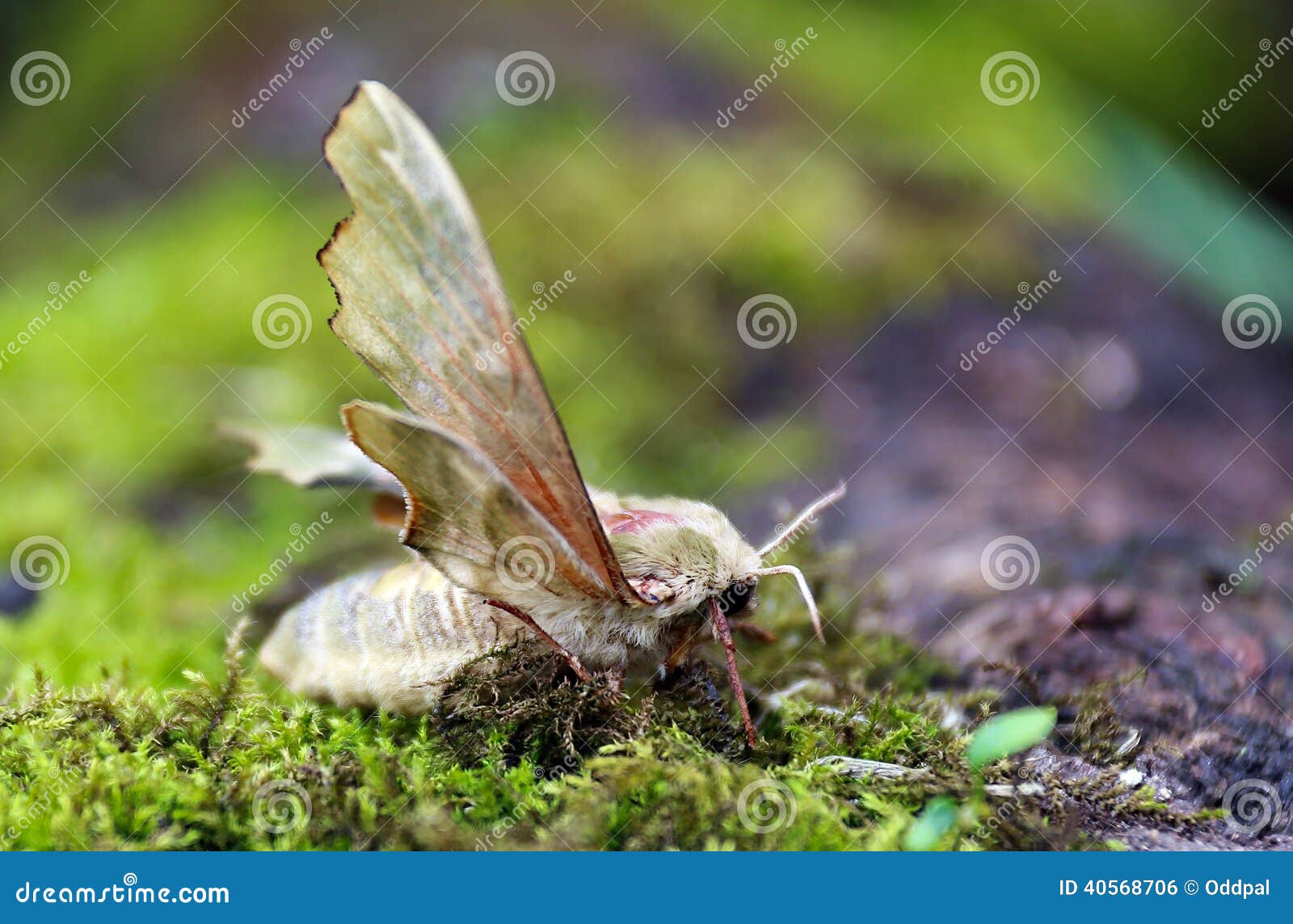 Moth female crawling stock photo. Image of beige, female - 40568706