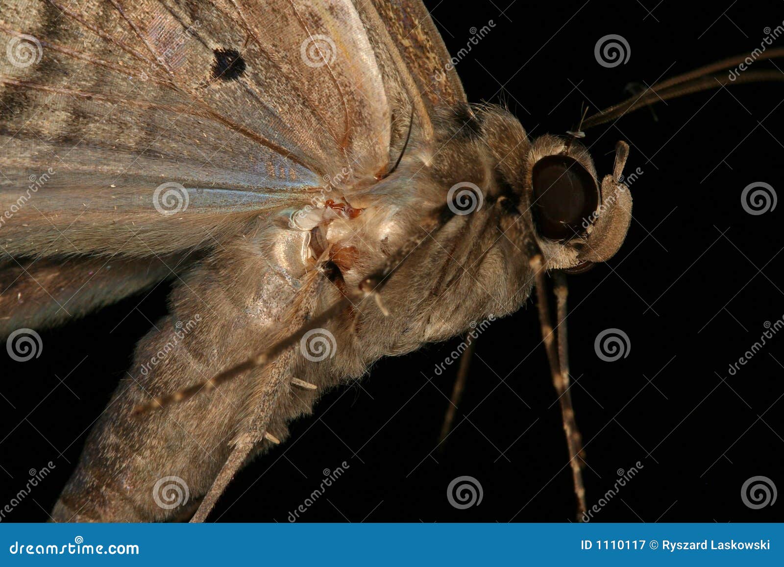 Moth In Flight Picture. Image: 1110117