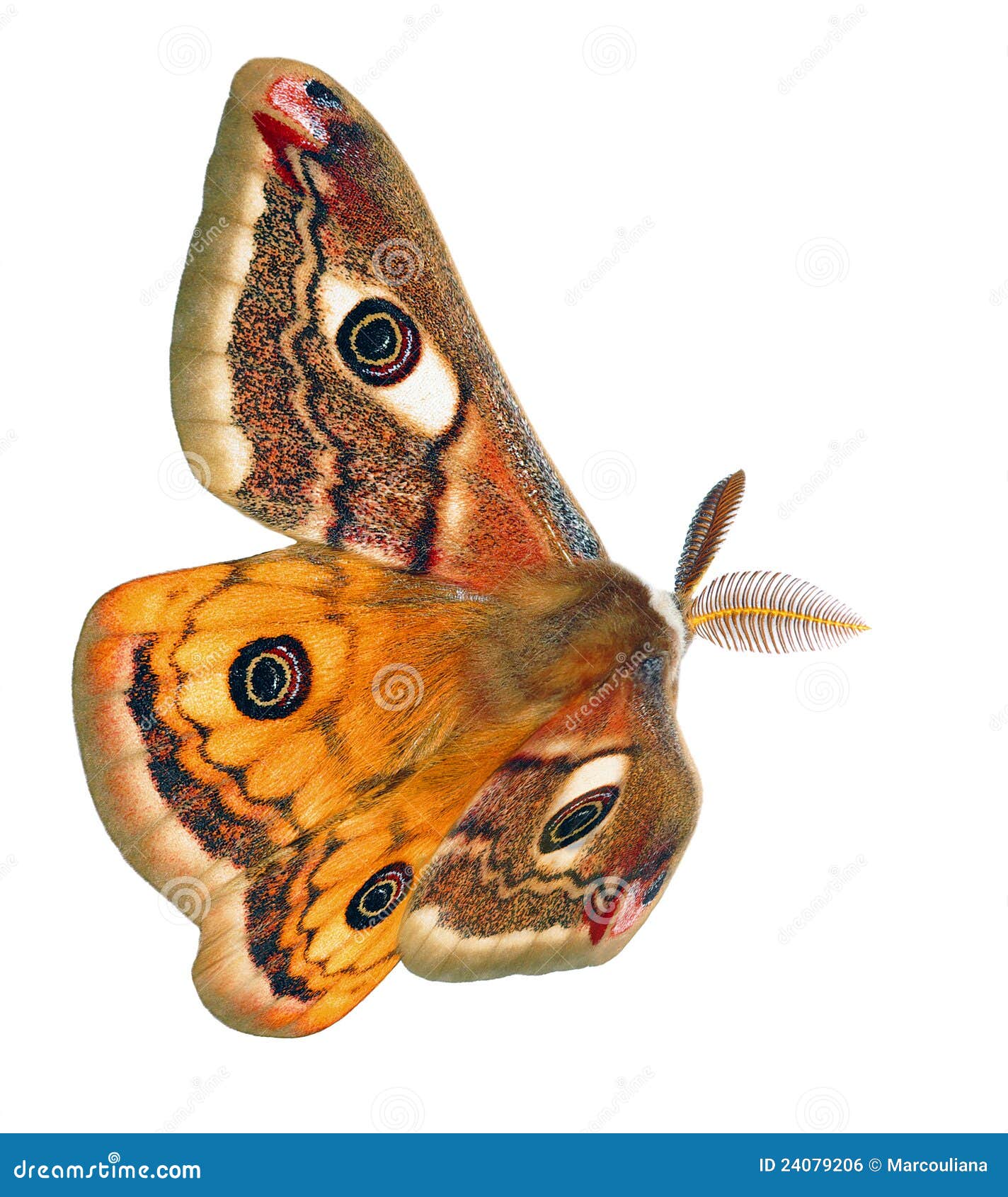 Moth flight stock photo. Image of insect, isolated, brown - 24079206