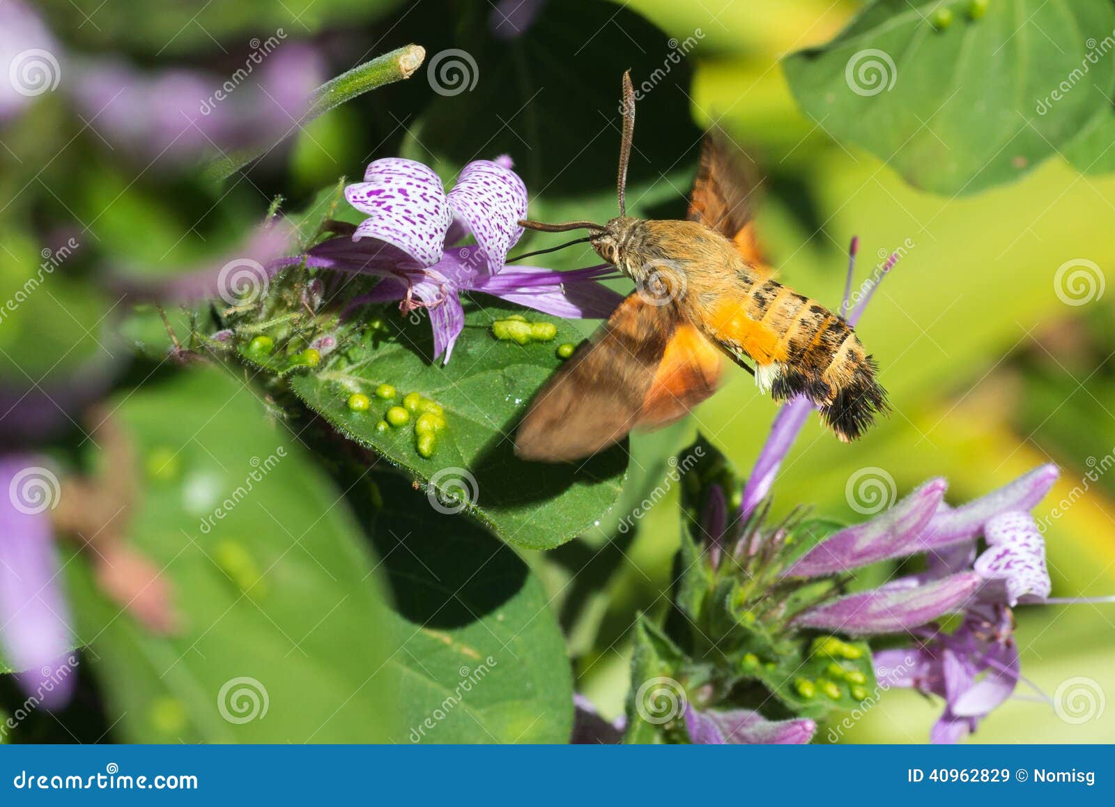 Moth in flight stock image. Image of winged, lips, entomology - 40962829