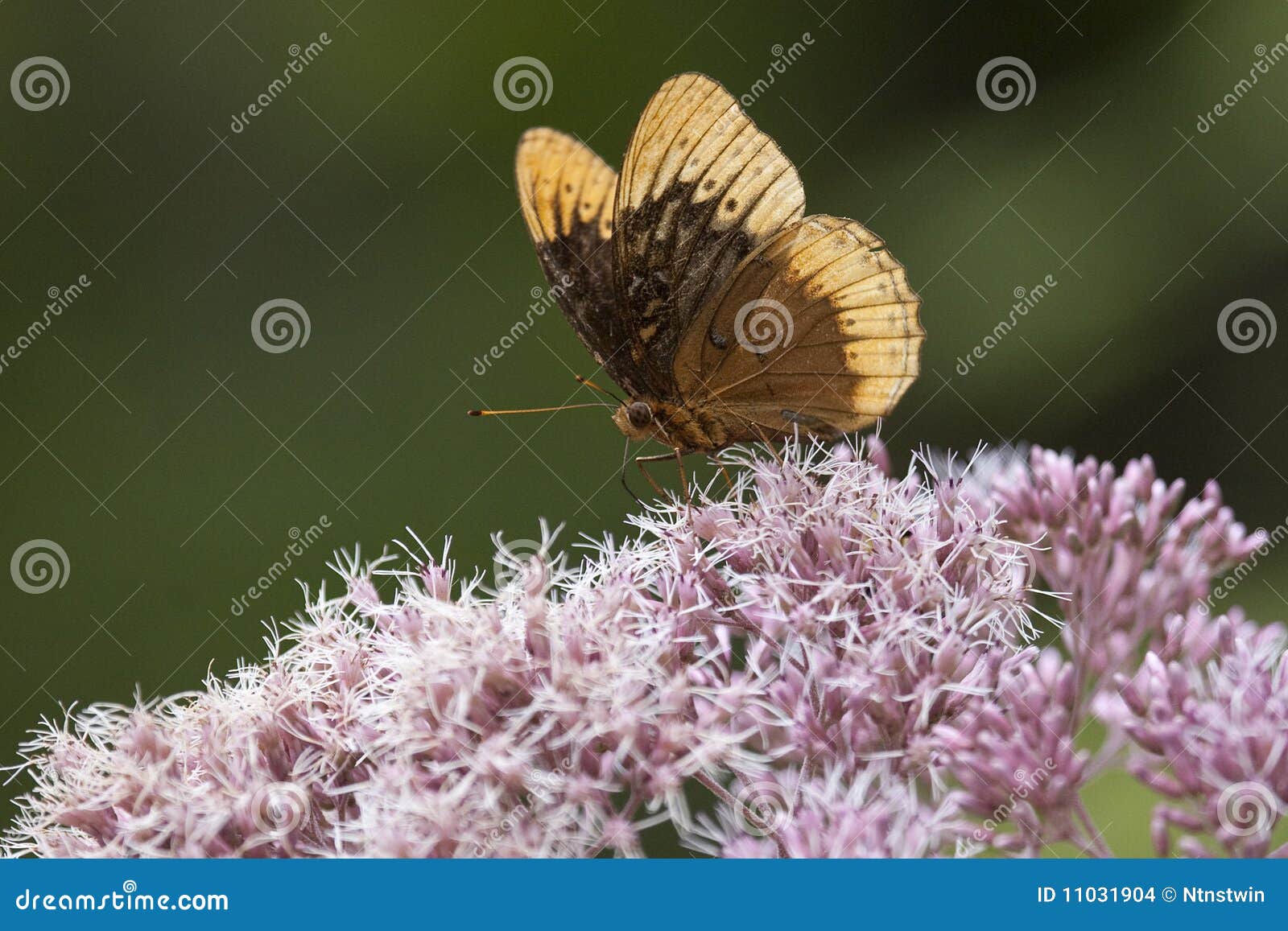 Moth on flower stock photo. Image of world, color, animal - 11031904