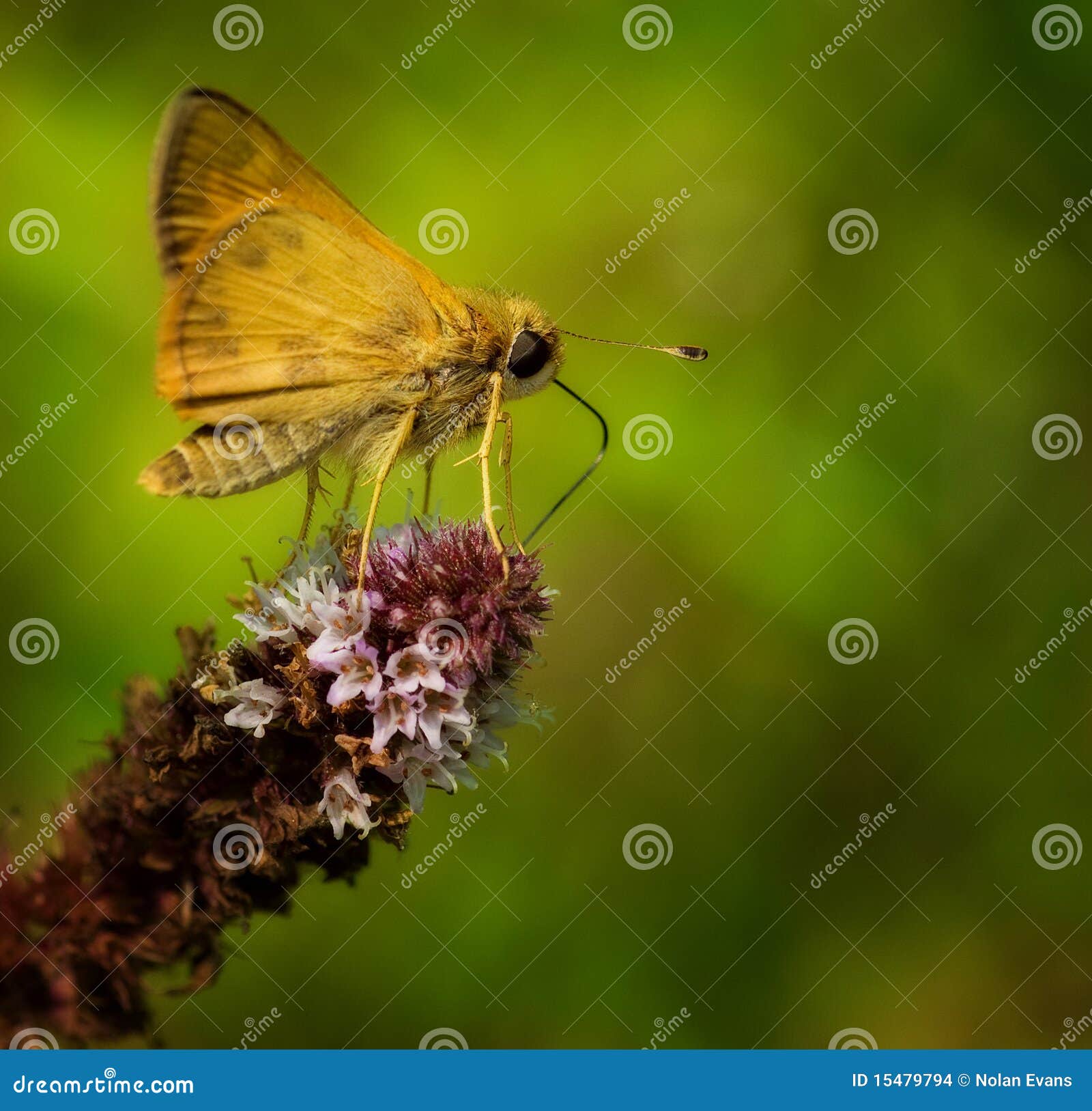 Moth on flower stock photo. Image of yellow, profile - 15479794