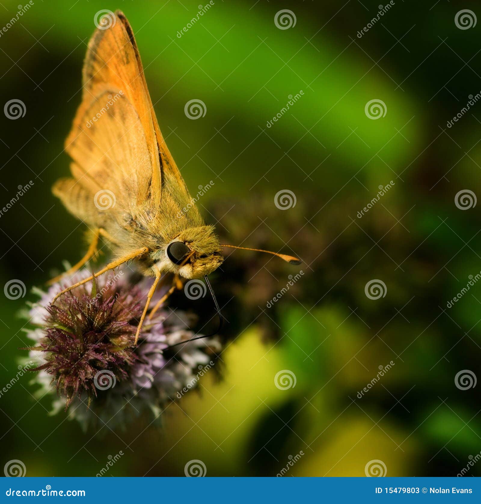 Moth on flower stock image. Image of flora, moth, resting - 15479803