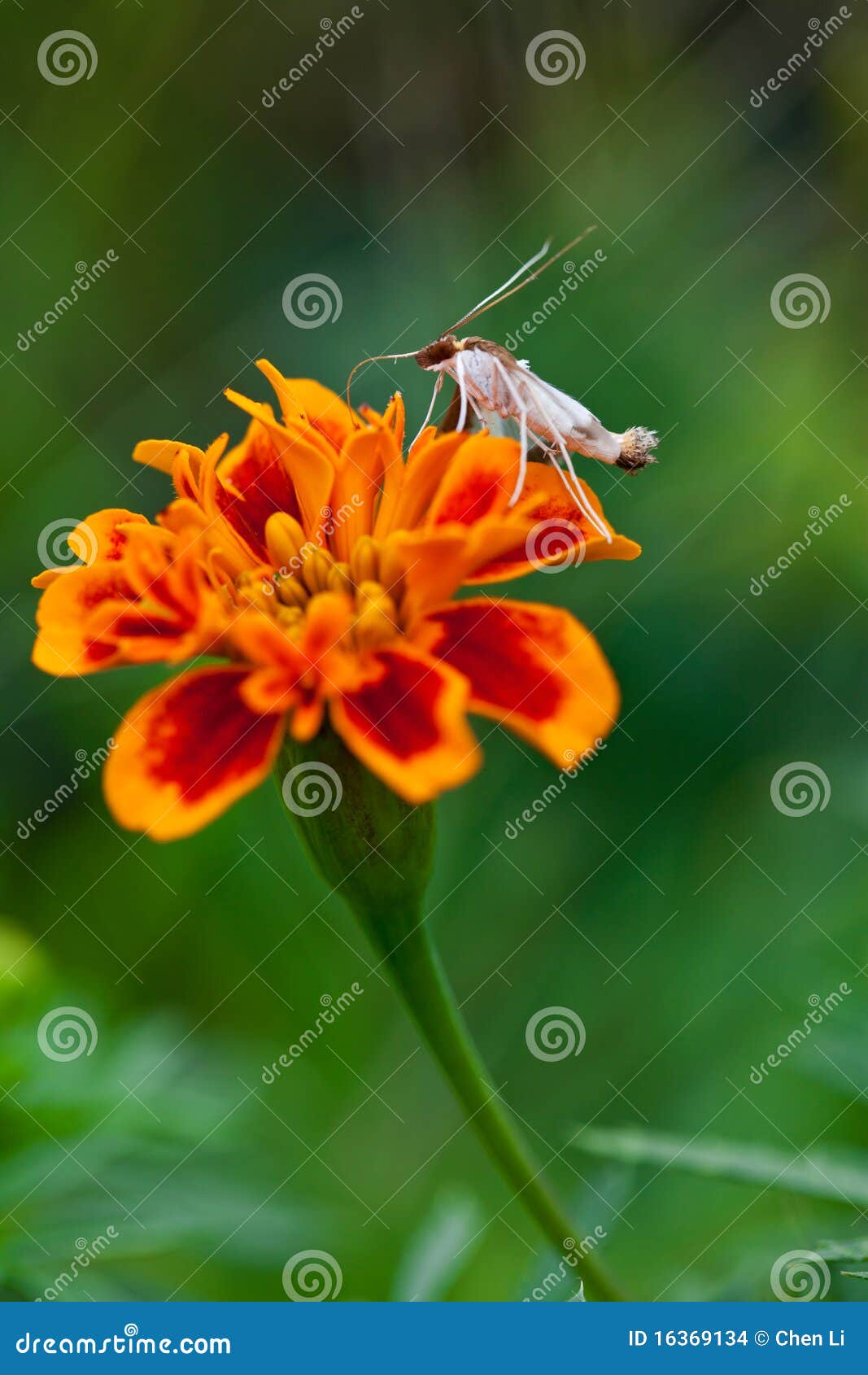 Moth and flower stock photo. Image of life, garden, field - 16369134