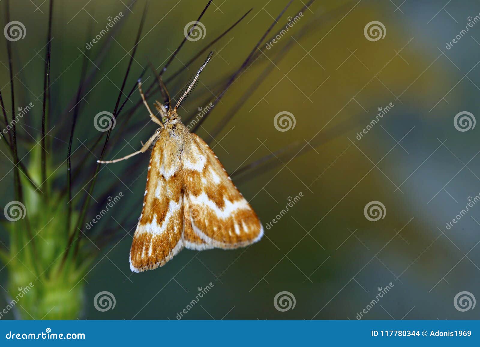 Moth on flower stock photo. Image of pollinating, outdoor - 117780344