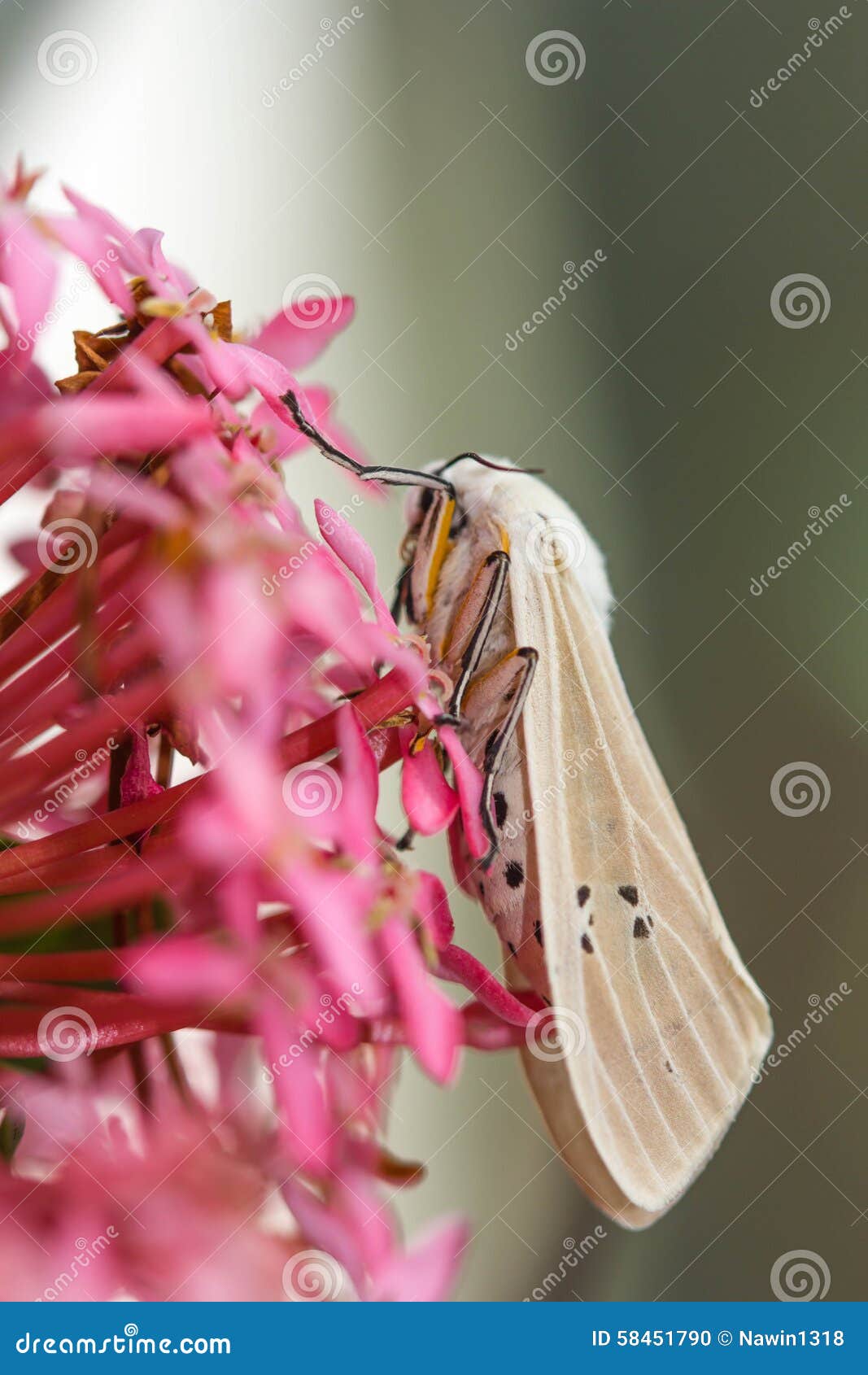 Moth on flower stock photo. Image of insect, flower, north - 58451790