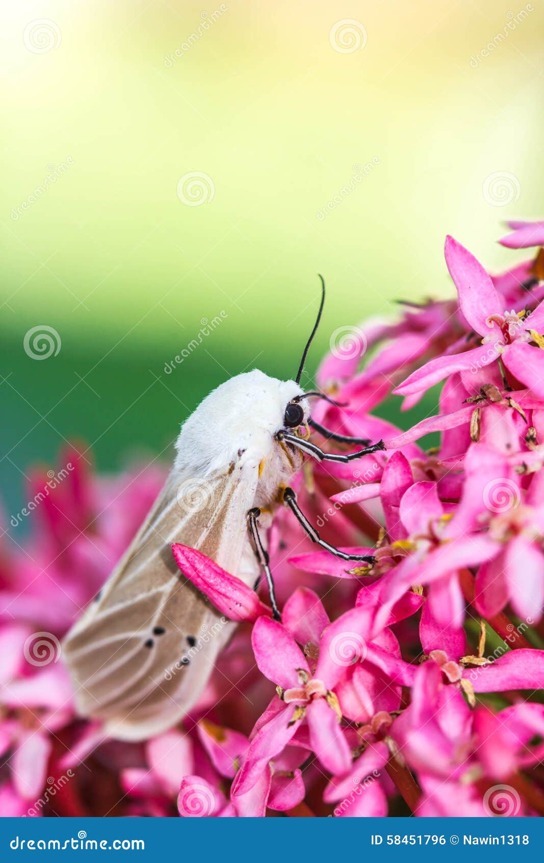 Moth on flower stock photo. Image of leopard, closeup - 58451796