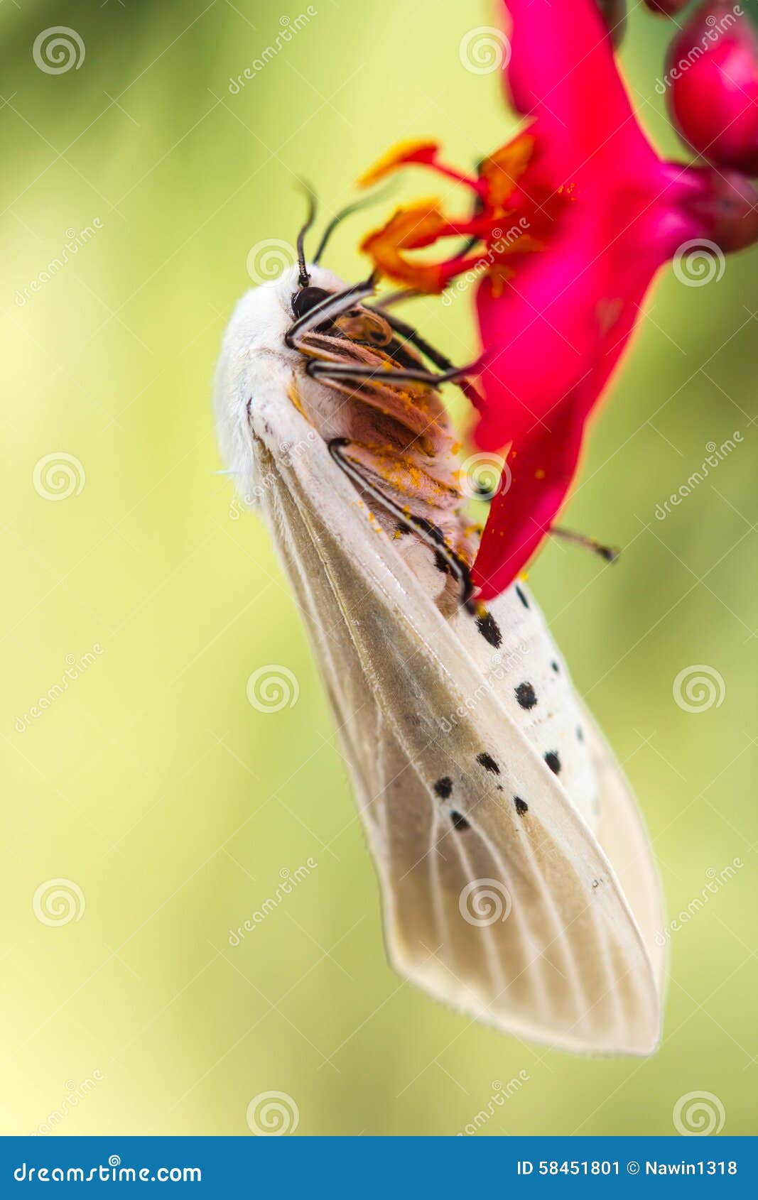 Moth on flower stock image. Image of giant, patterns - 58451801