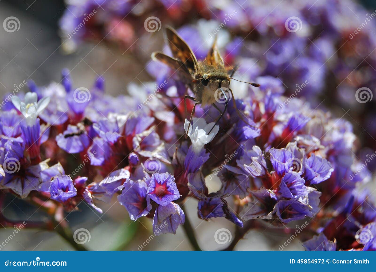 Moth on Flowers stock photo. Image of flower, moth, flowers - 49854972