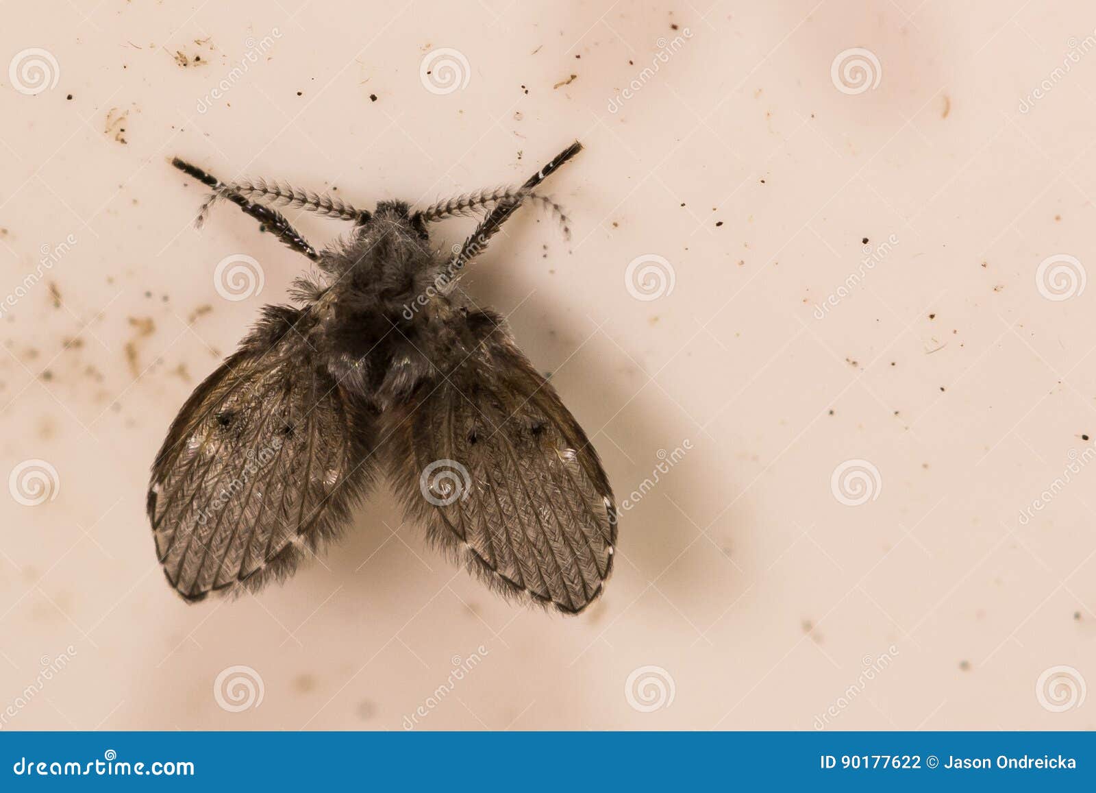 Moth Fly stock photo. Image of management, moth, ecology - 90177622