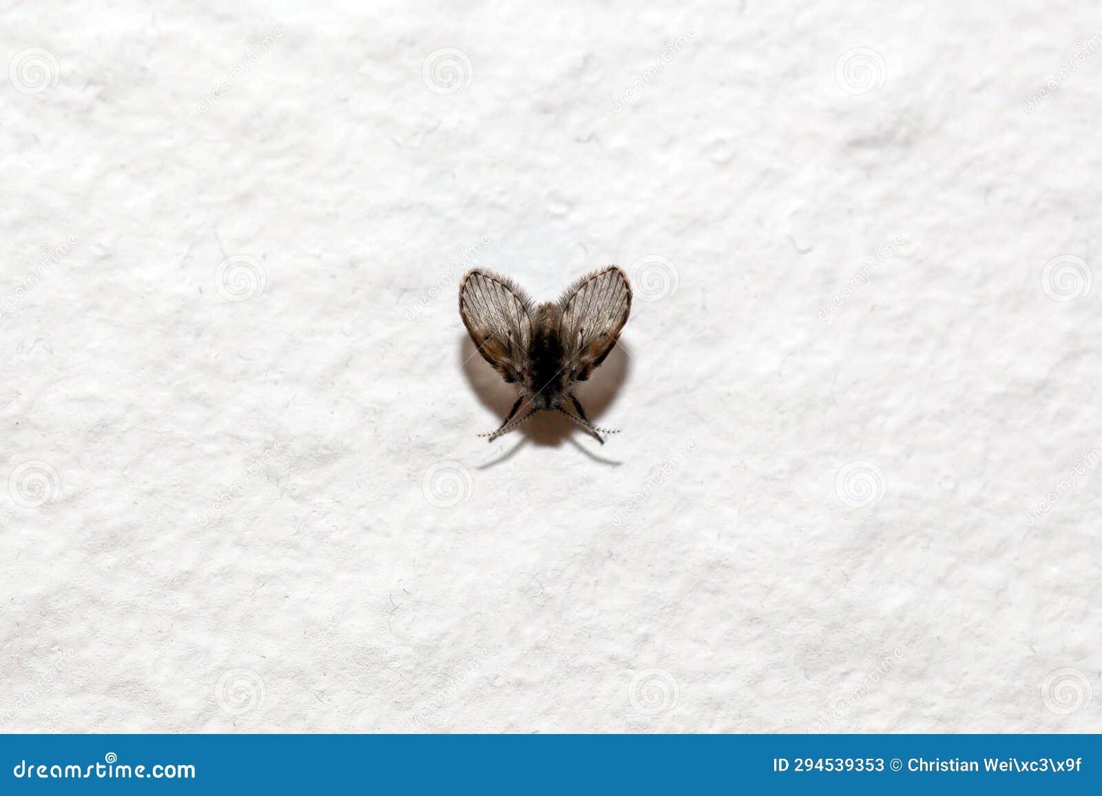 The Moth Fly Psychoda Grisescens Stock Image - Image of black, larvae ...