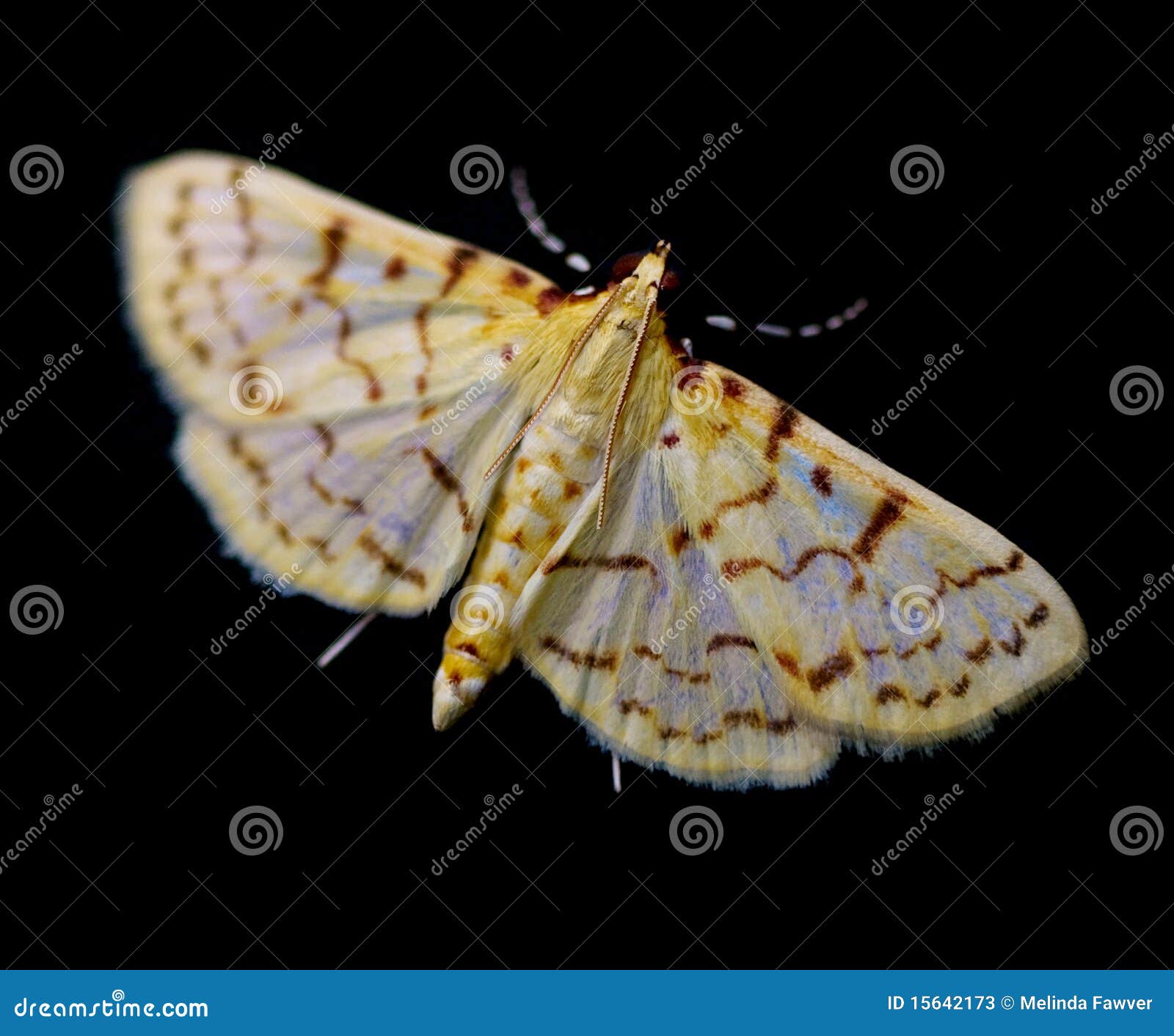 Moth Flying stock image. Image of insect, night, moth - 15642173