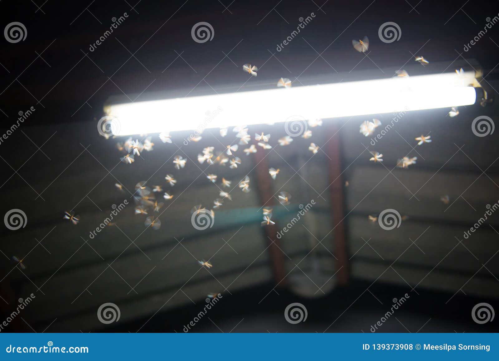 Moth Flying in the Fire ,the Neon Light in Night Time, it`s Raining ...