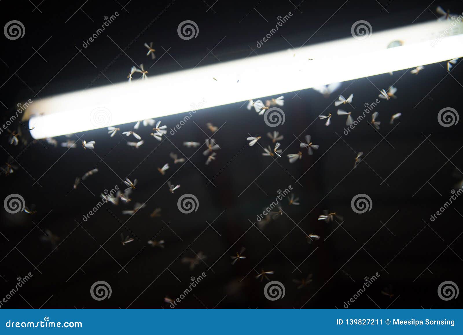 Moth Flying in the Fire ,the Neon Light in Night Time, it`s Raining ...