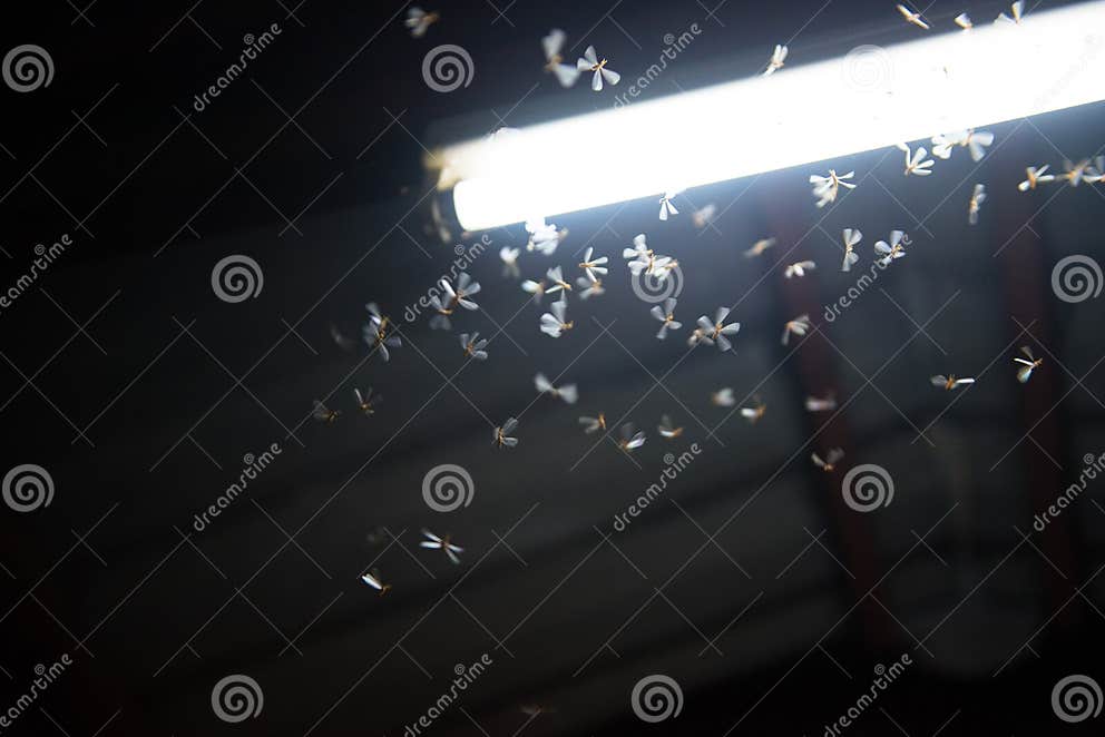 Moth Flying in the Fire ,the Neon Light in Night Time, it`s Raining ...