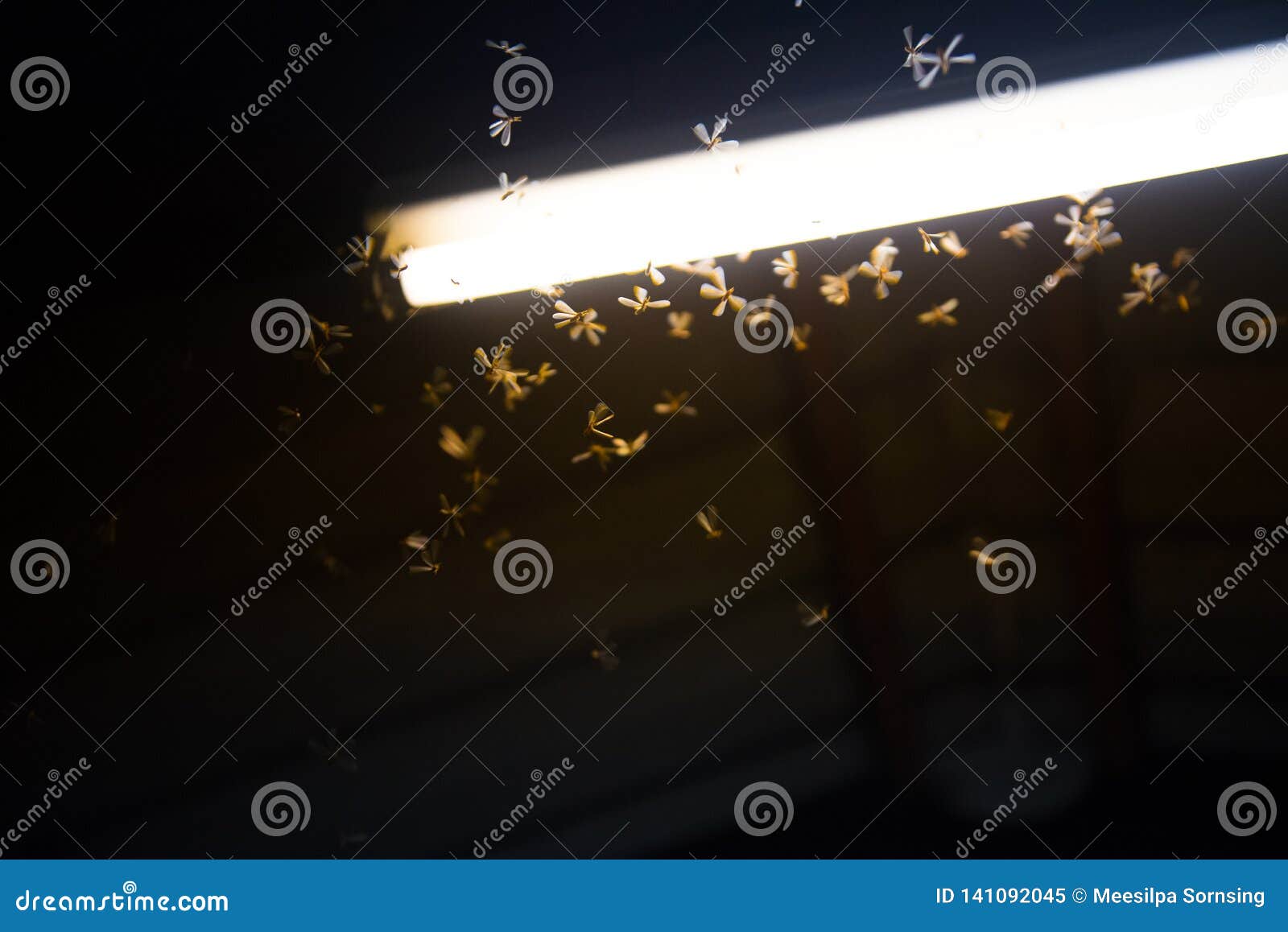 Moth Flying in the Fire ,the Neon Light in Night Time, it`s Raining ...