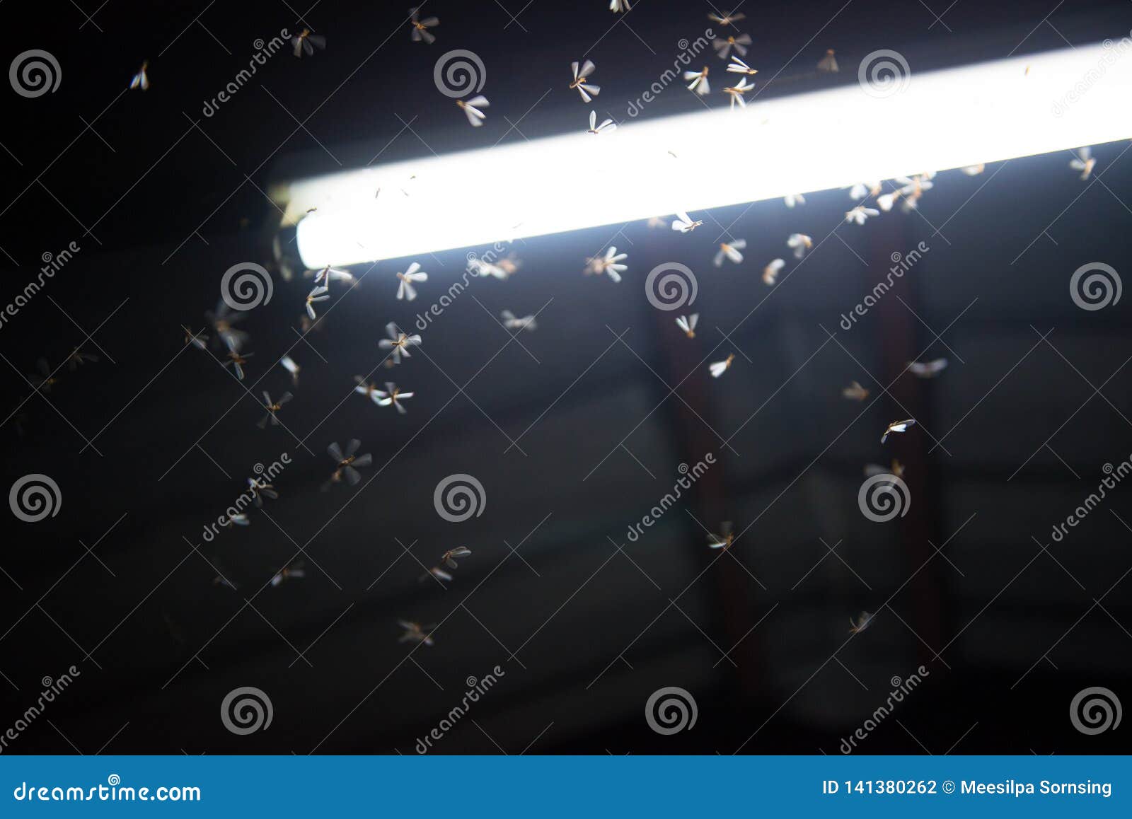 Moth Flying in the Fire ,the Neon Light in Night Time, it`s Raining ...