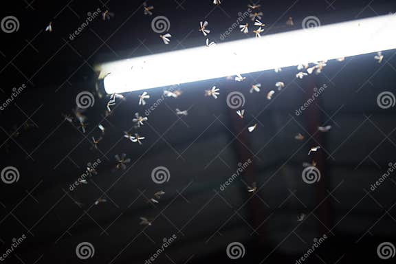 Moth Flying in the Fire ,the Neon Light in Night Time, it`s Raining ...