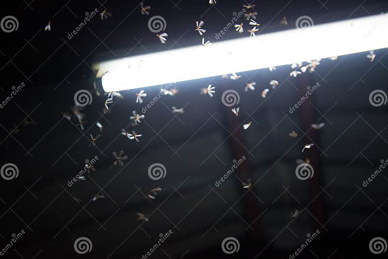 Moth Flying in the Fire ,the Neon Light in Night Time, it`s Raining ...