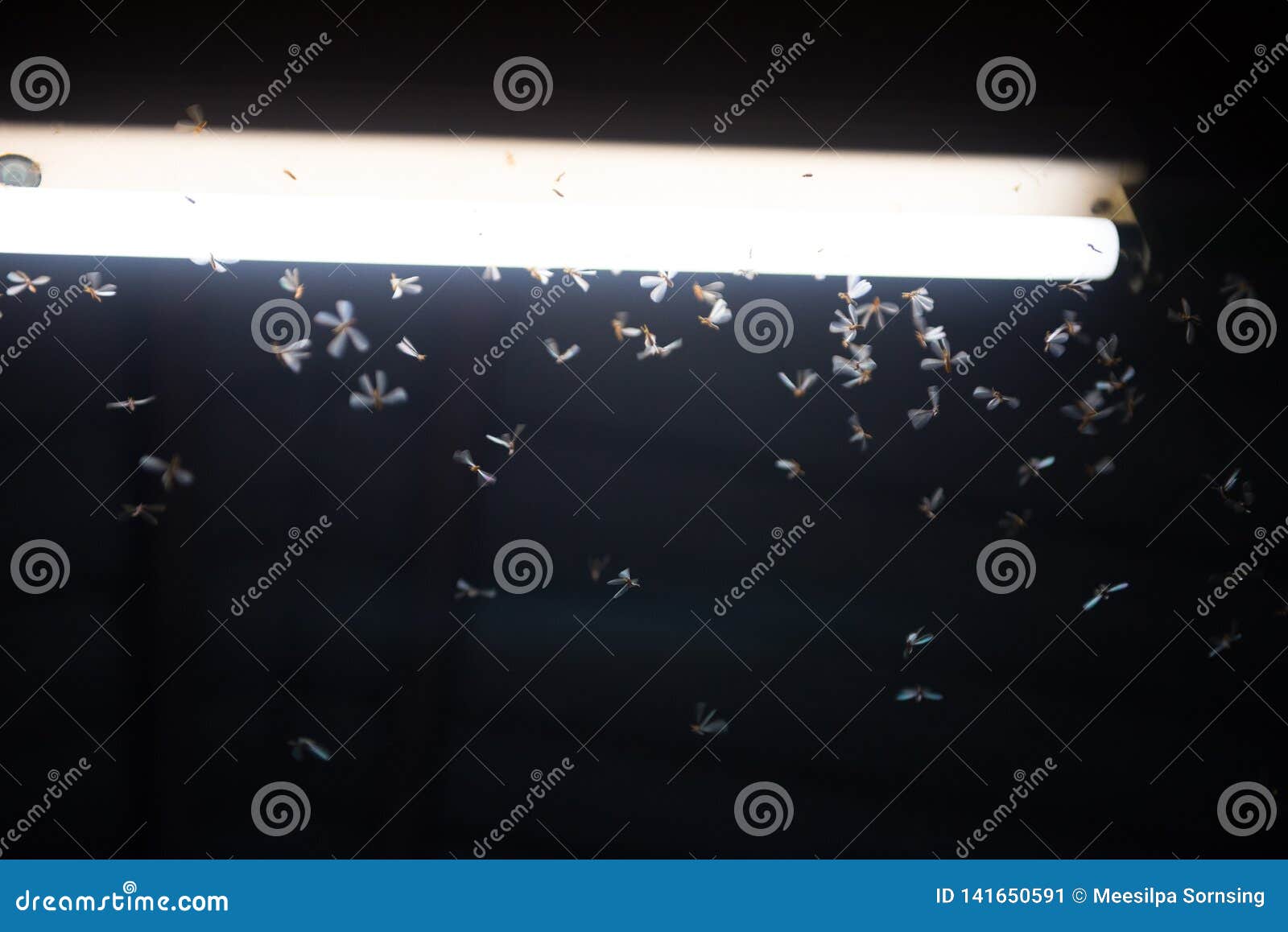 Moth Flying in the Fire ,the Neon Light in Night Time, it`s Raining ...