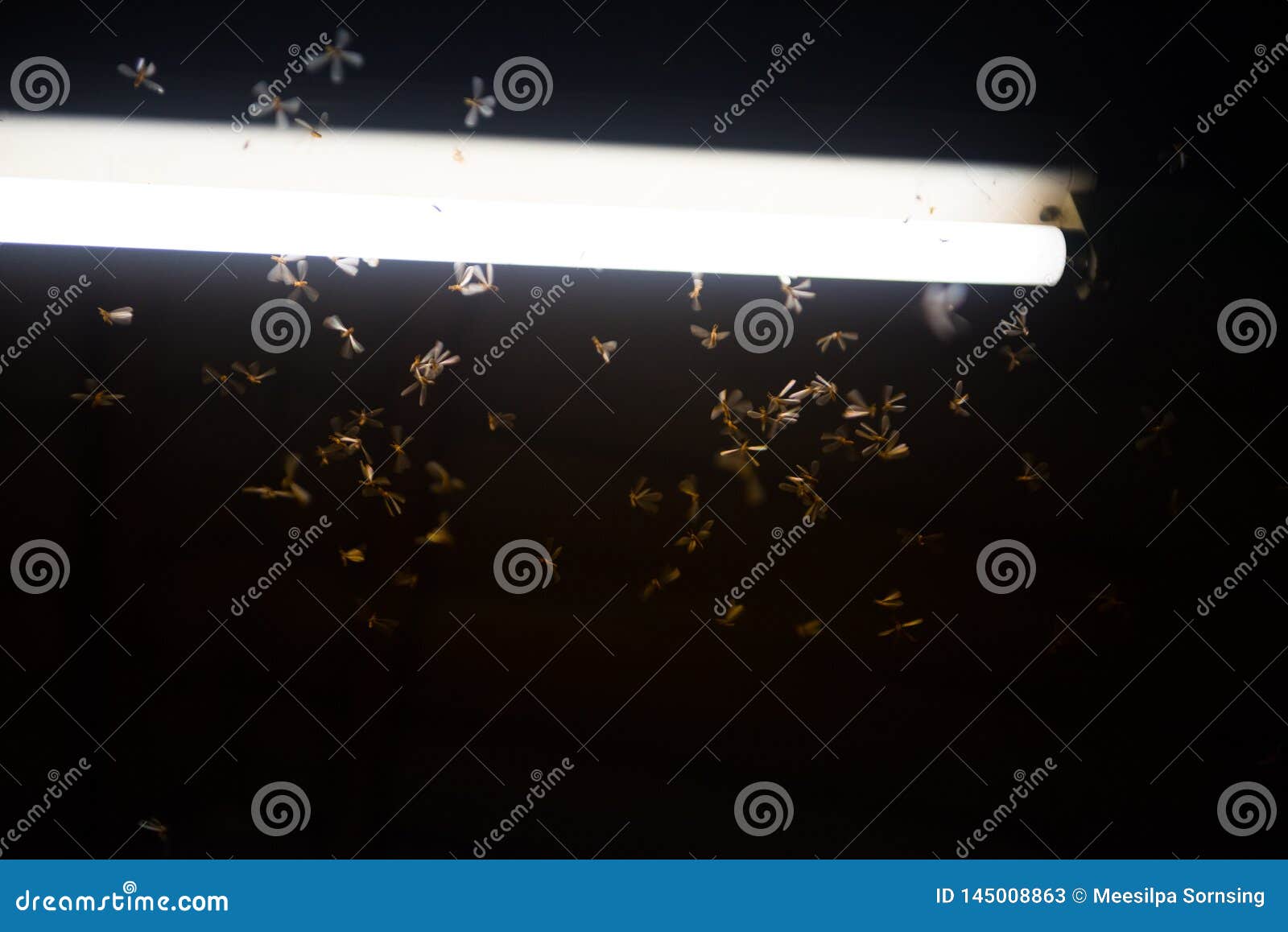 Moth Flying in the Fire ,the Neon Light in Night Time, it`s Raining ...