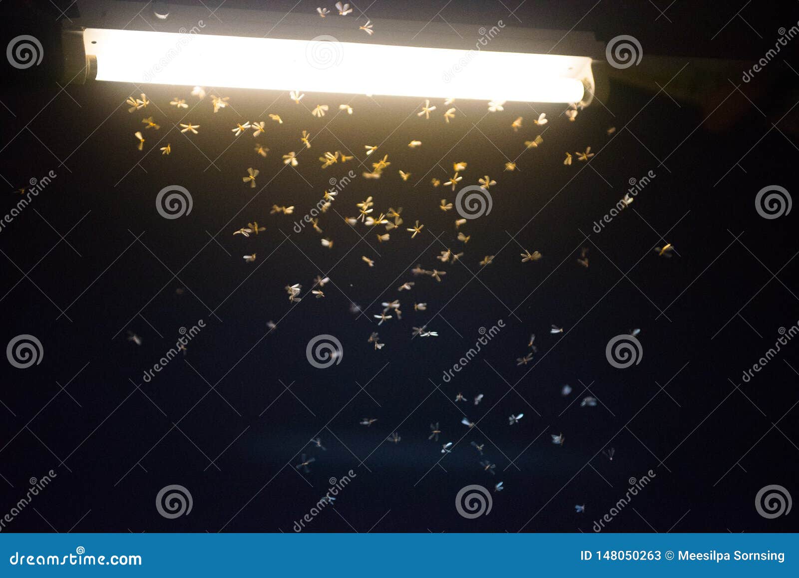 Blur Moth Flying in the Fire ,the Neon Light in Night Time, it`s ...