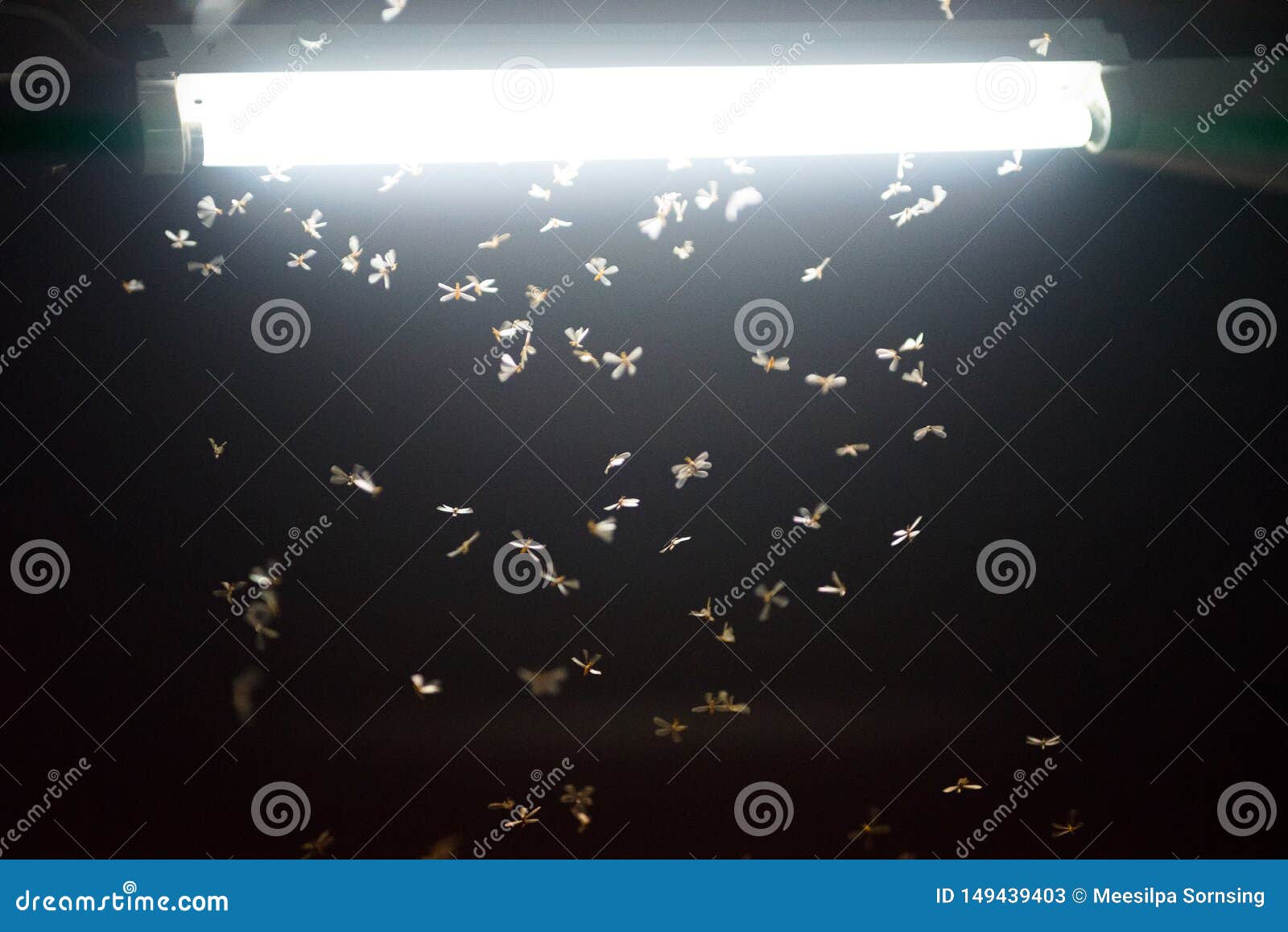 Blur Moth Flying in the Fire ,the Neon Light in Night Time, it`s ...