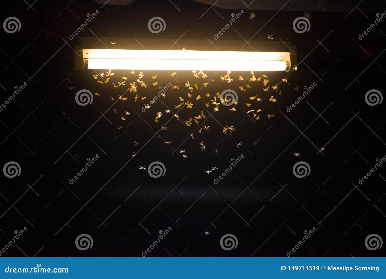 Moth Flying in the Fire ,the Neon Light in Night Time, it`s Raining ...