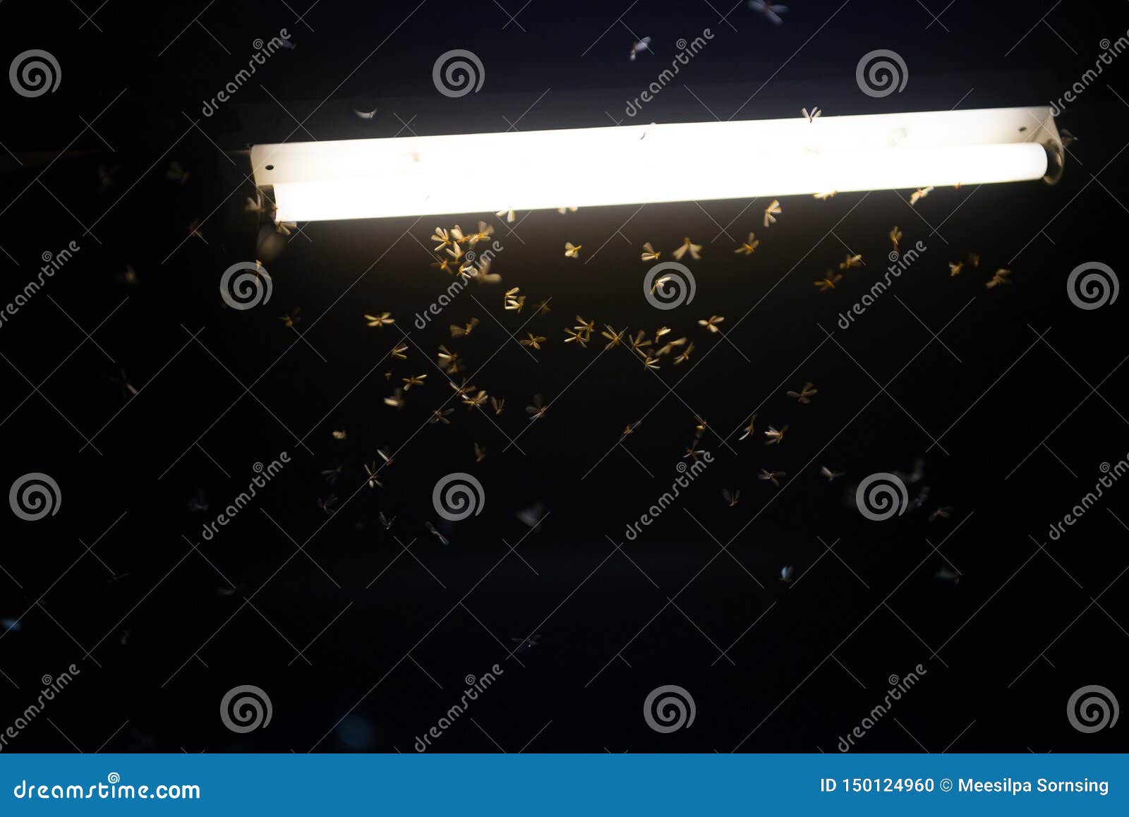 Moth Flying in the Fire ,the Neon Light in Night Time, it`s Raining ...