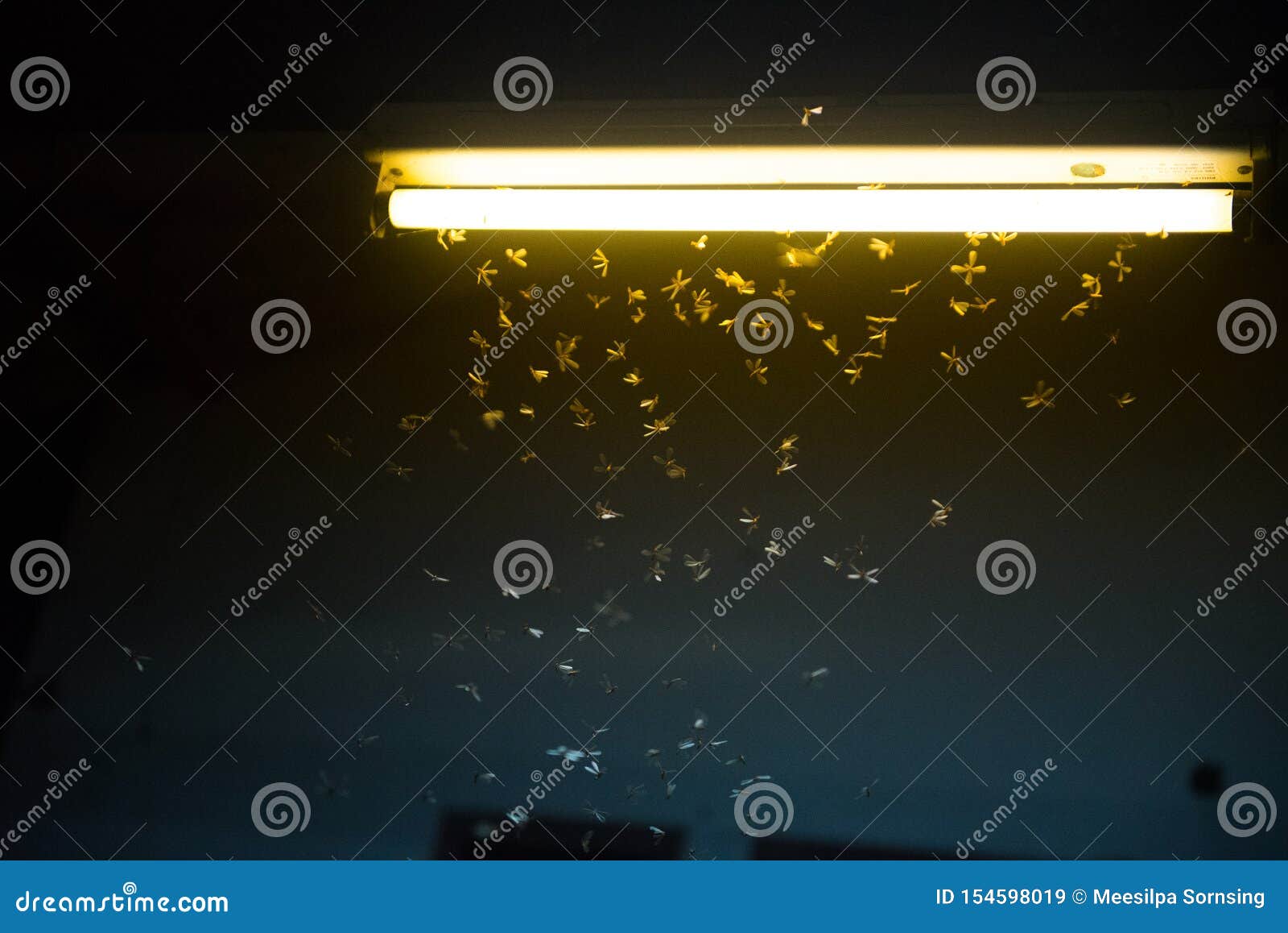 Moth Flying in the Fire ,the Neon Light in Night Time, it& X27;s ...