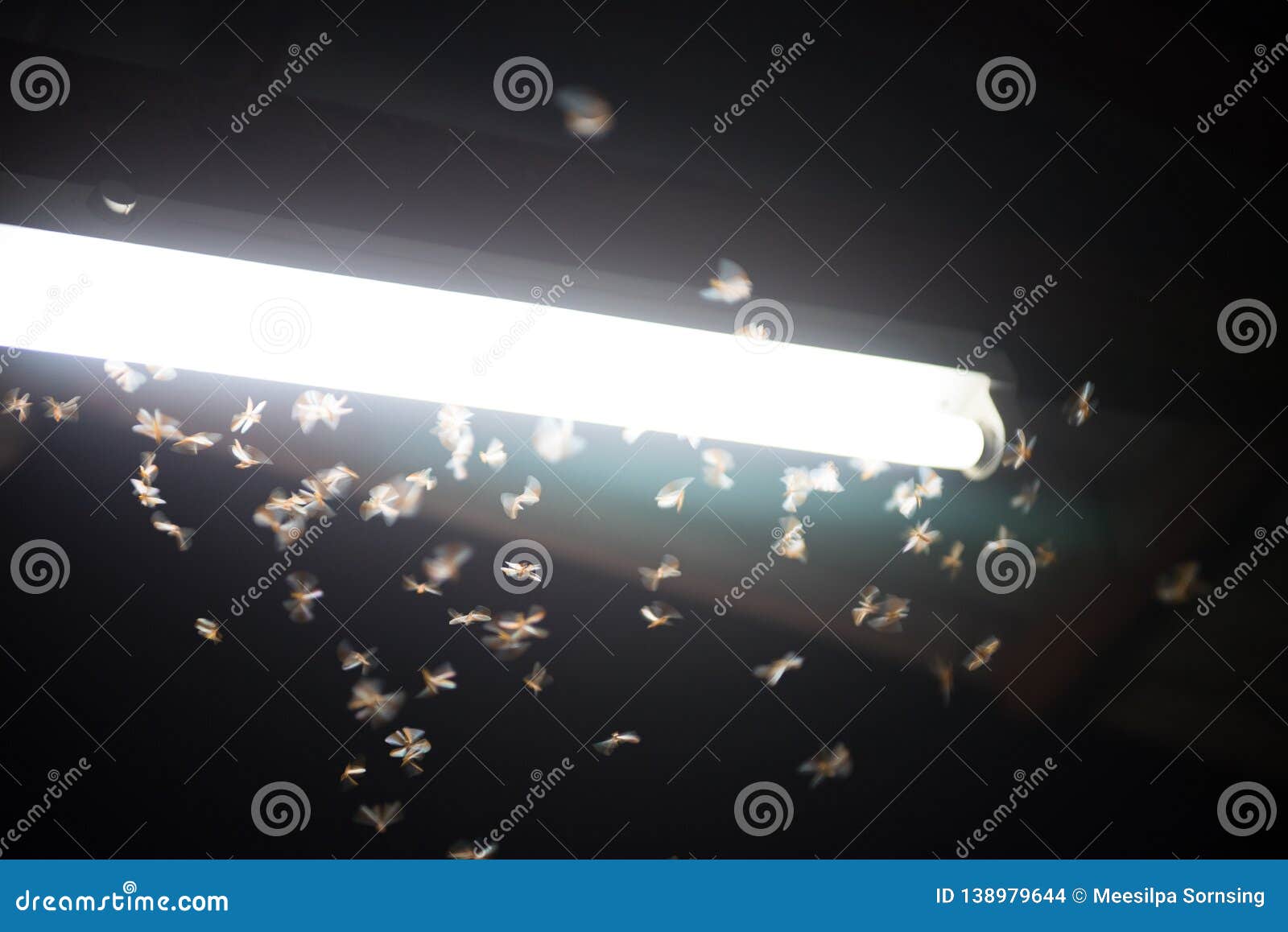 Moth Flying in the Fire ,the Neon Light in Night Time, it`s Raining ...