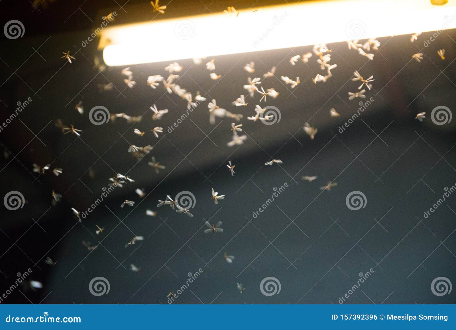 Moth Flying in the Fire ,the Neon Light in Night Time, it& X27;s ...