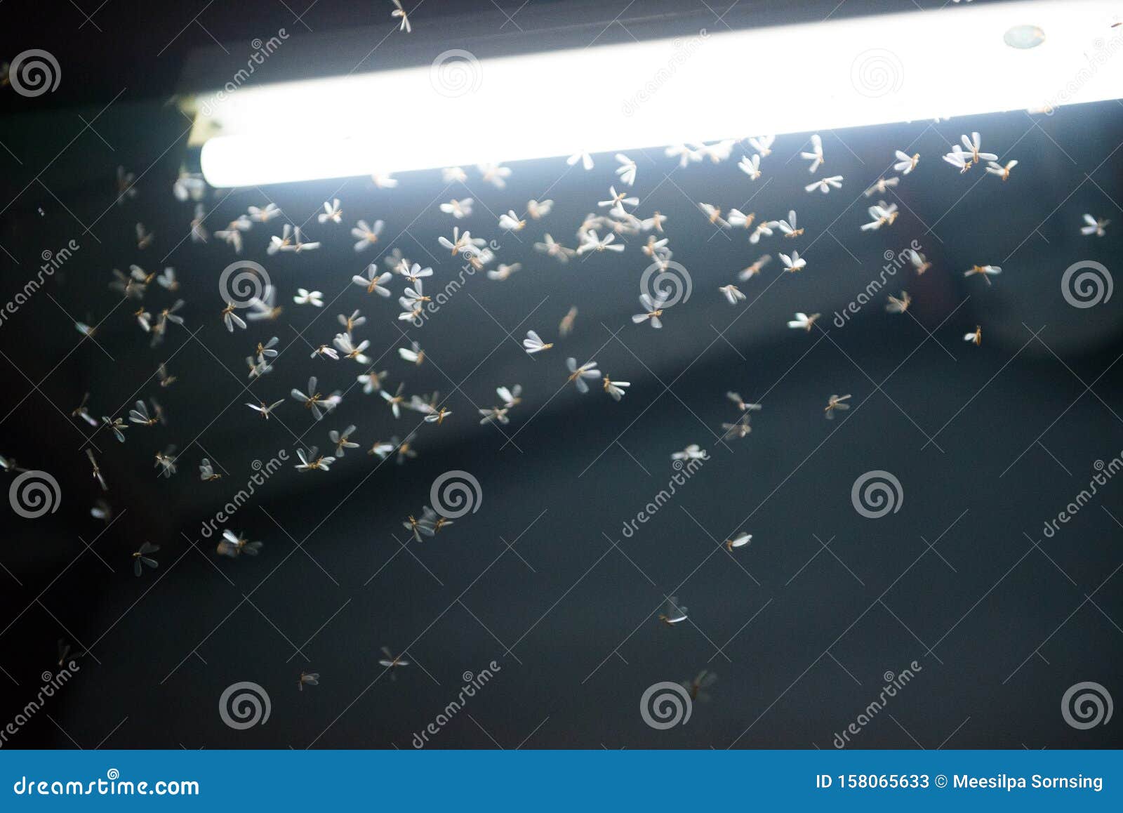 Moth Flying in the Fire ,the Neon Light in Night Time, it& X27;s ...