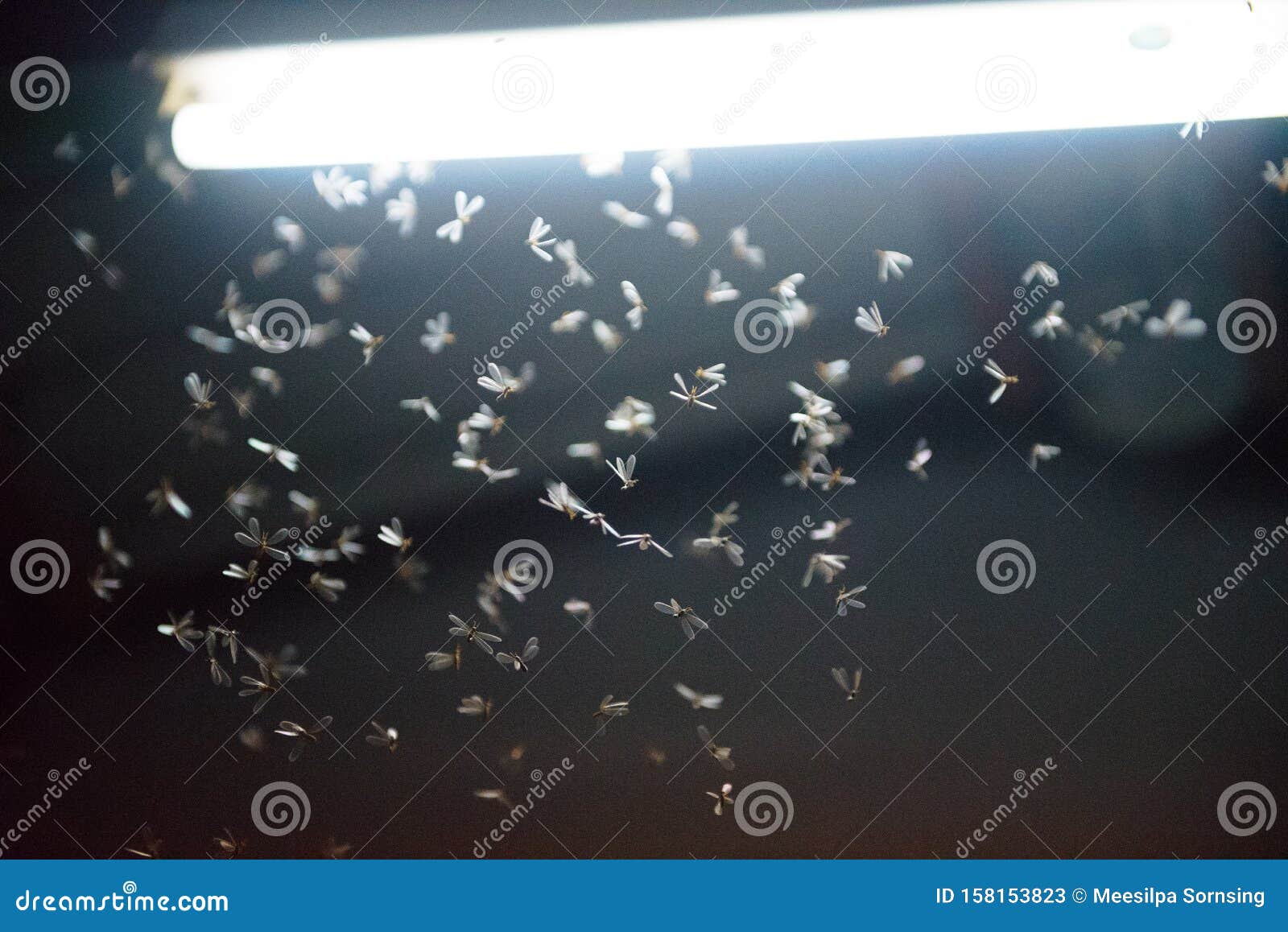 Moth Flying in the Fire ,the Neon Light in Night Time, it& X27;s ...